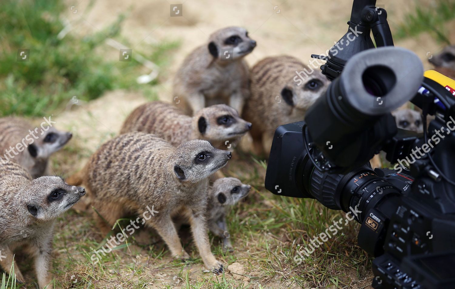 Meercats Sniff Television Camera Which Placed Editorial Stock Photo ...