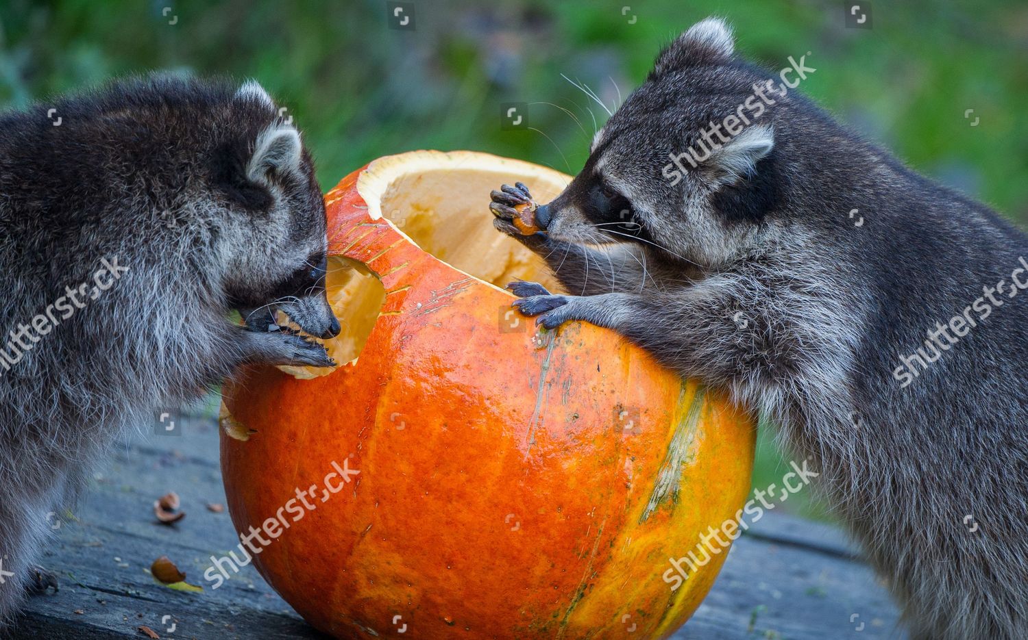 Two Racoons Eat Out Hollowed Pumpkin Editorial Stock Photo - Stock ...