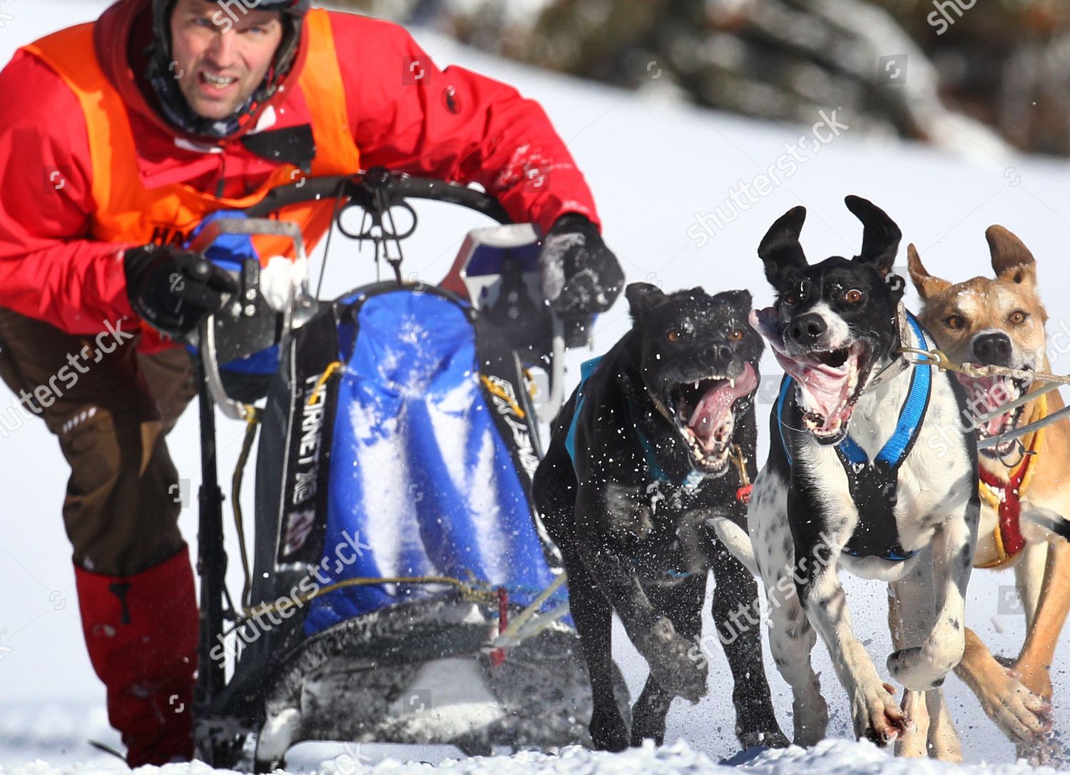 Dogs Dash Through Snow During Dog Editorial Stock Photo - Stock Image ...
