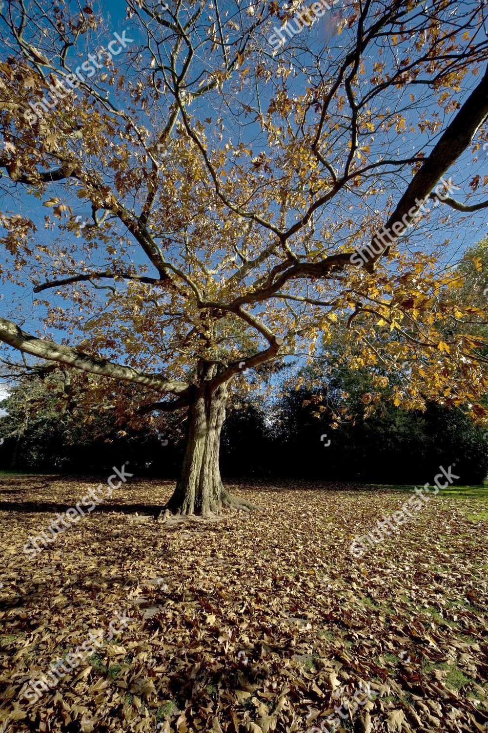 Tree Shedding Leaves Autumn Editorial Stock Photo - Stock Image ...