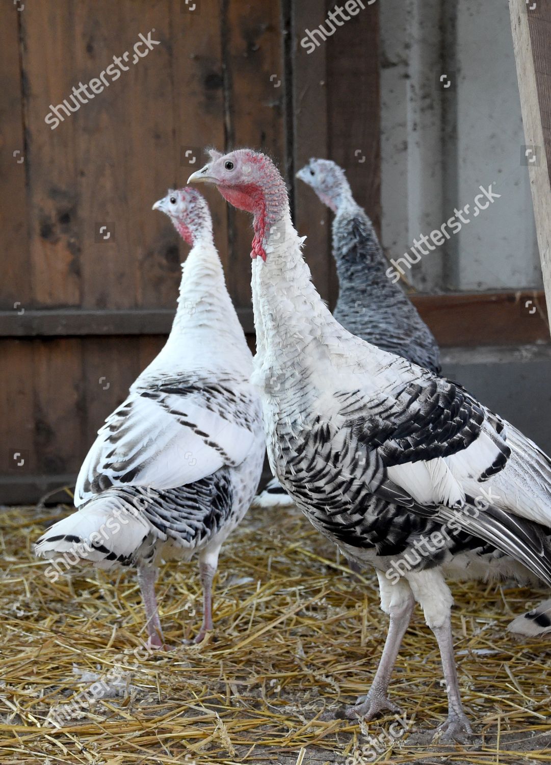 Turkeys Stand Closed Stall Tierpark Gettorf Editorial Stock Photo ...