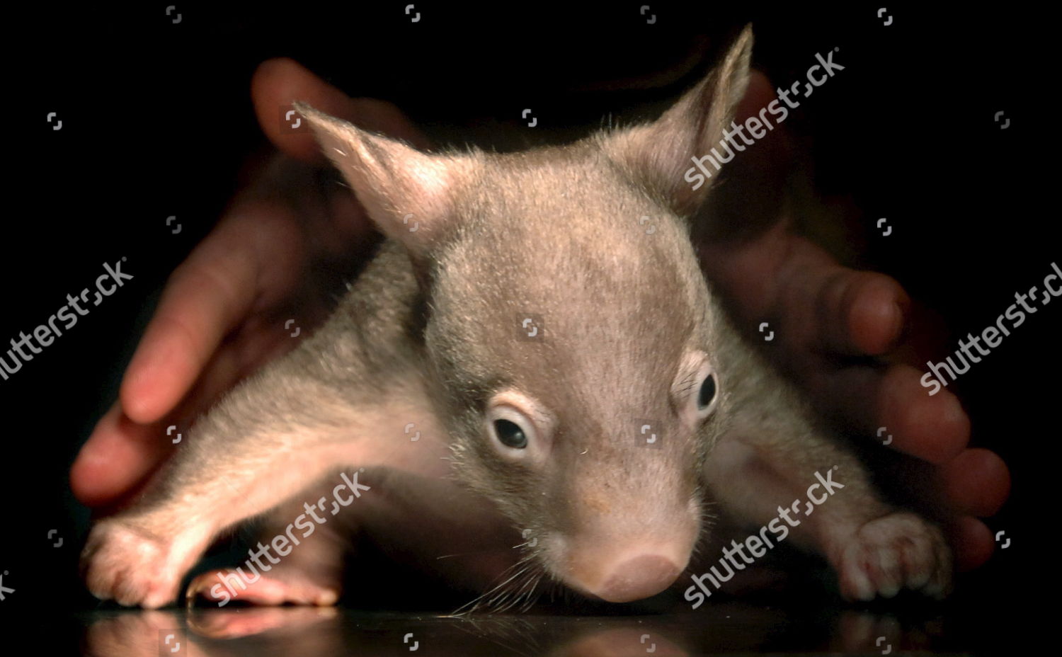 Baby Female Wombat Hands Animal Handler Editorial Stock Photo - Stock ...