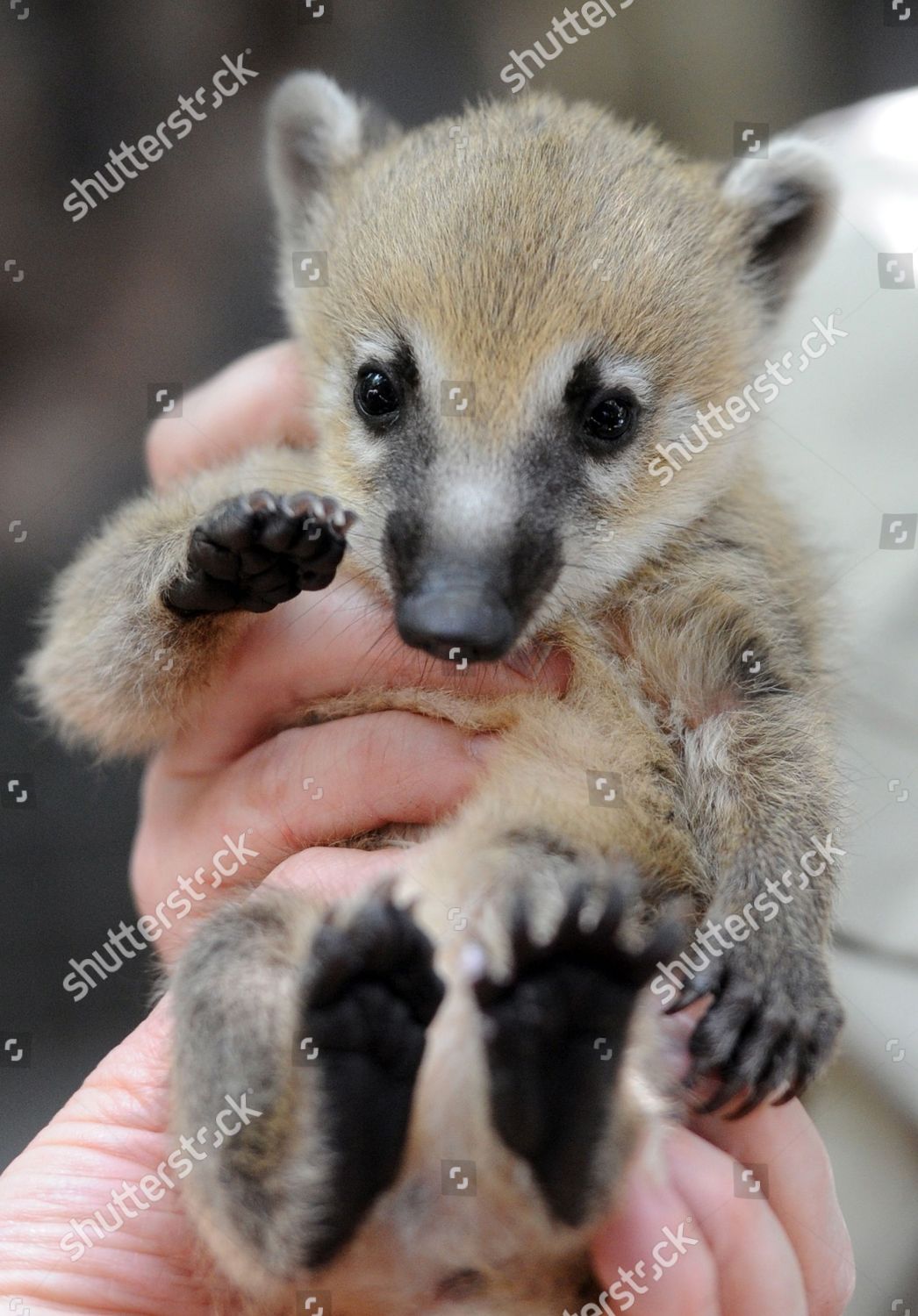One Twenty Two Recently Born Coatis Editorial Stock Photo - Stock Image ...