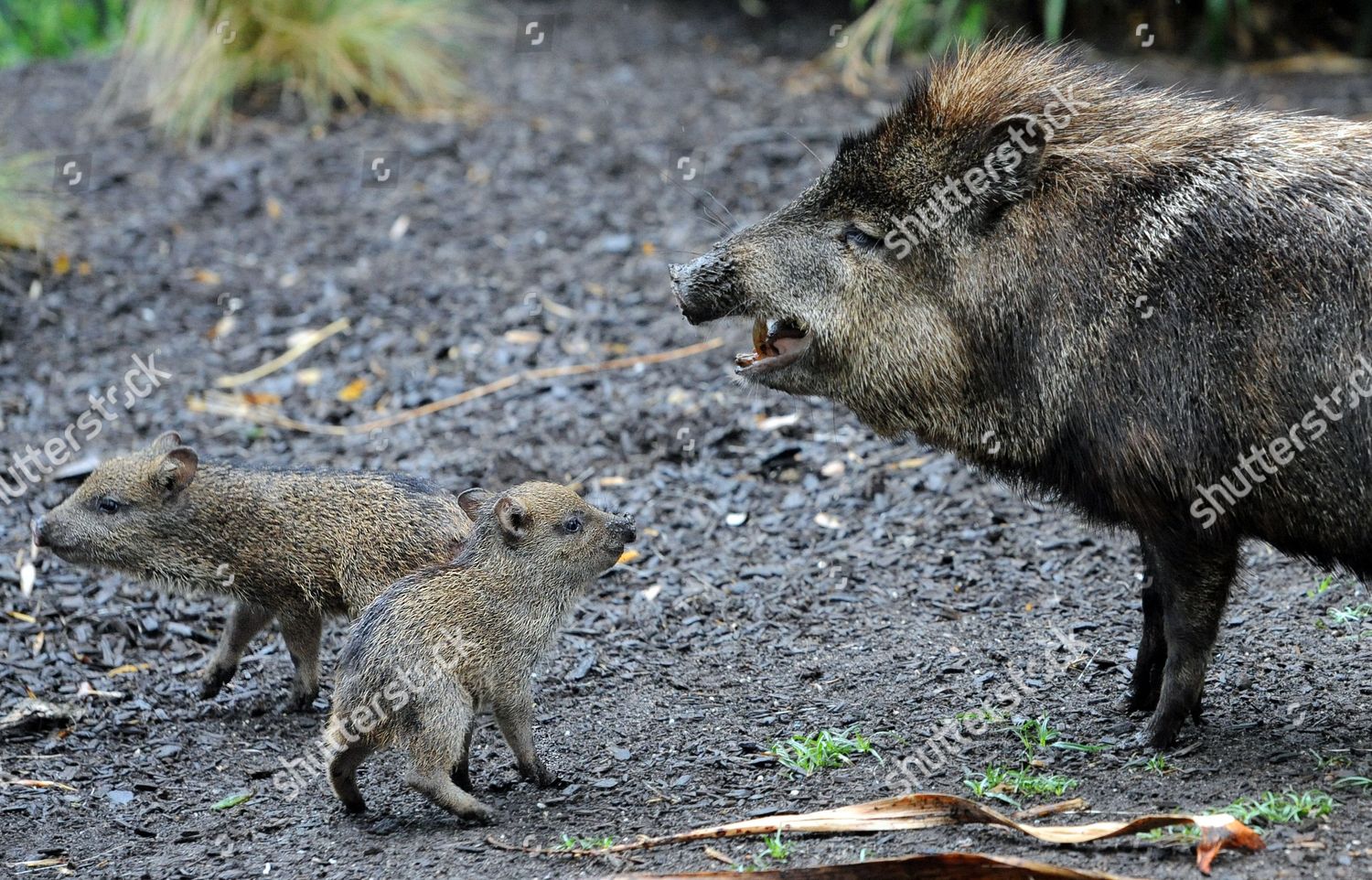 Baby Collared Peccaries Interact Their Mother Editorial Stock Photo ...
