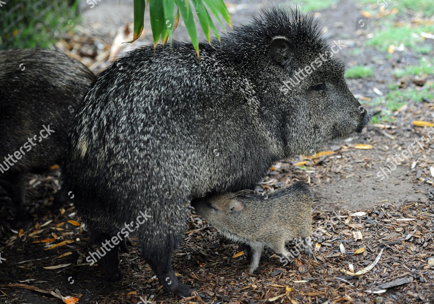 Baby Collared Peccary Interacts Mother Jave Editorial Stock Photo ...
