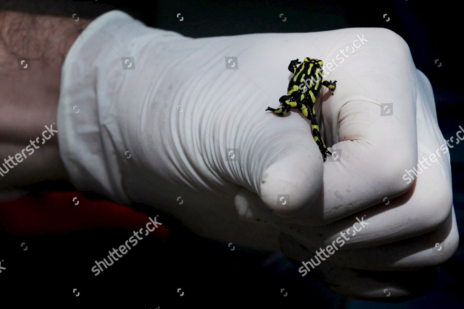 Tiny Corroboree Frog Held Palm Zoo Editorial Stock Photo - Stock Image ...