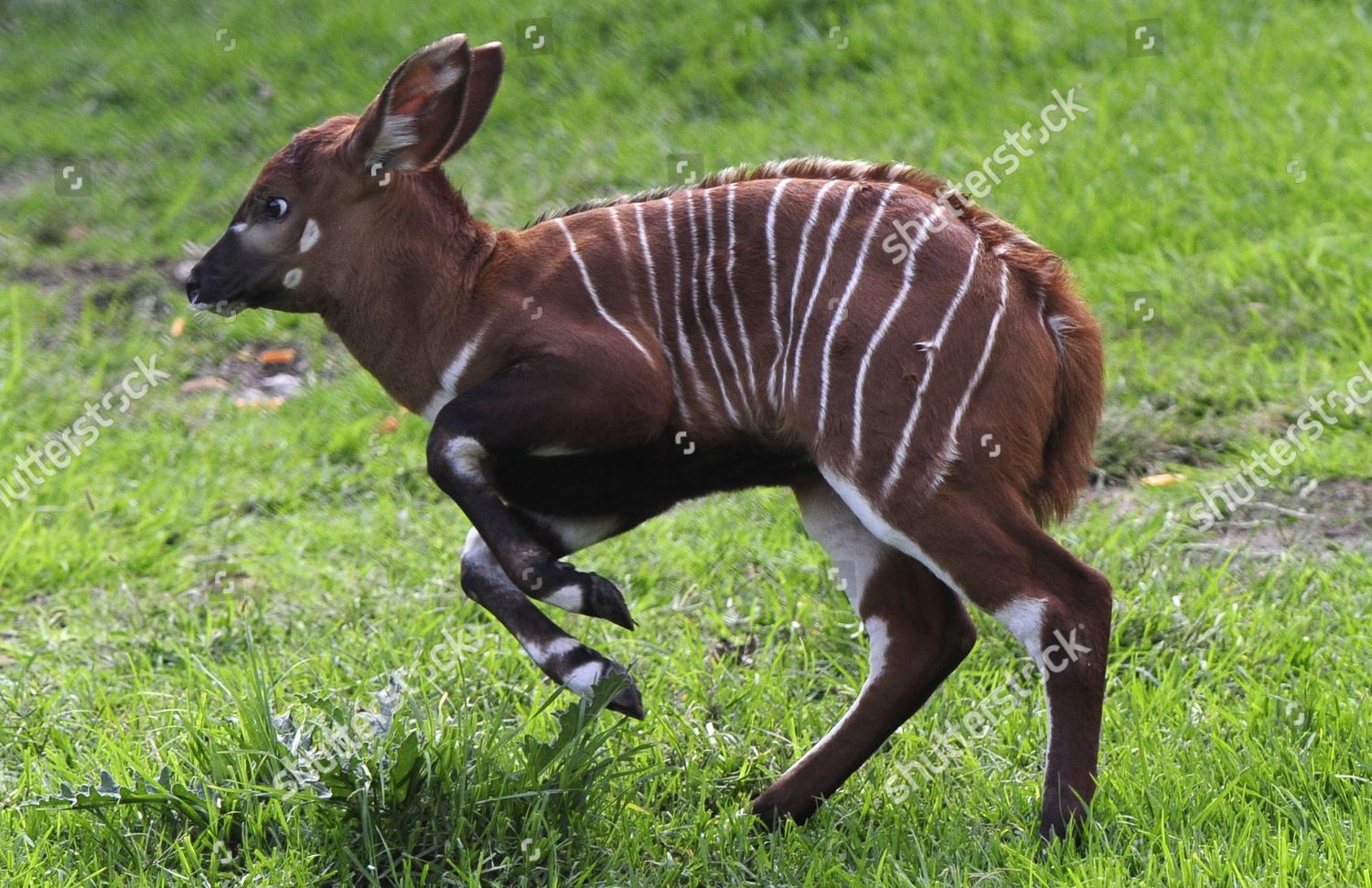 Rare Eastern Bongo Calf Makes Public Editorial Stock Photo - Stock ...