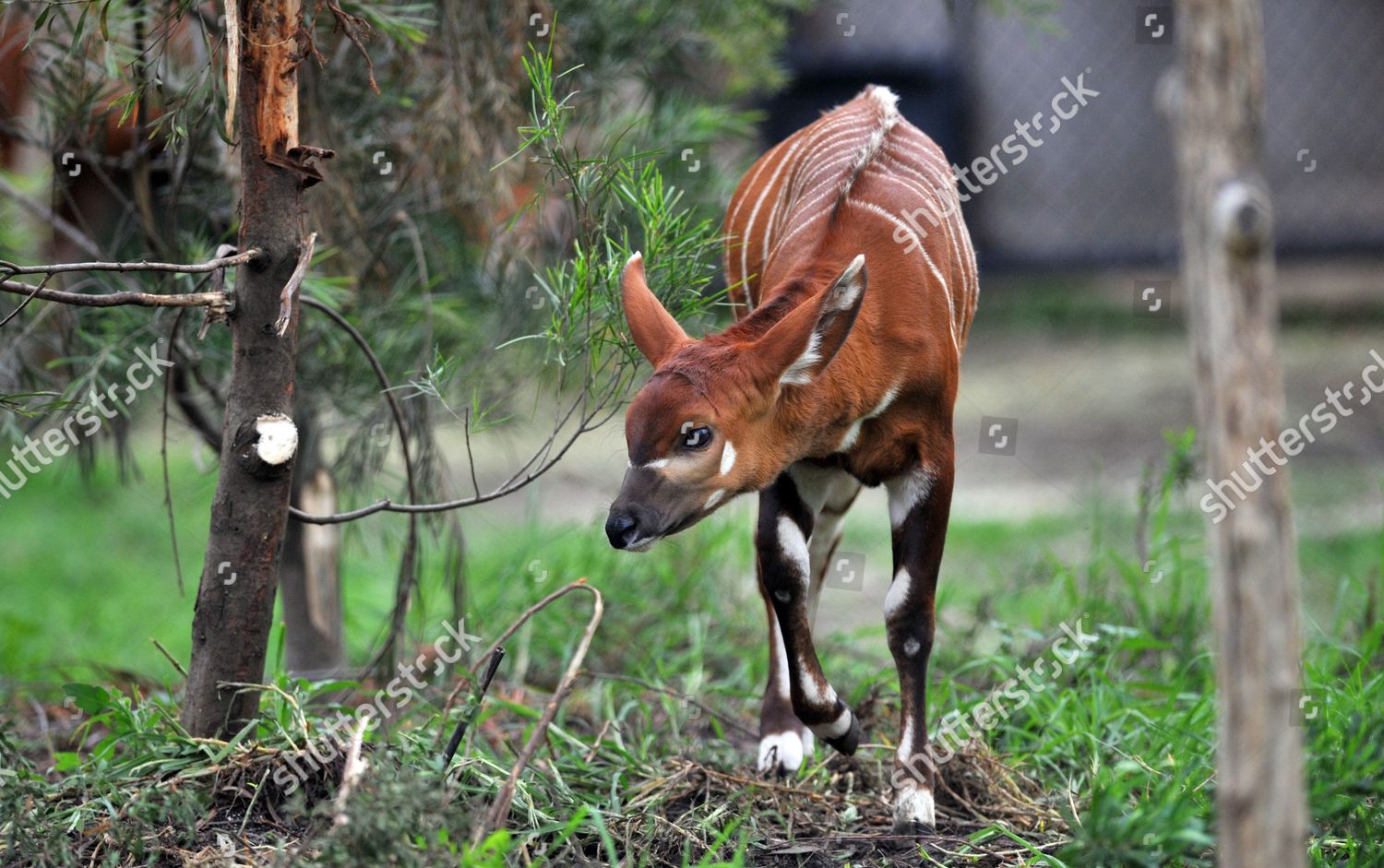 Rare Eastern Bongo Calf Makes Public Editorial Stock Photo - Stock ...