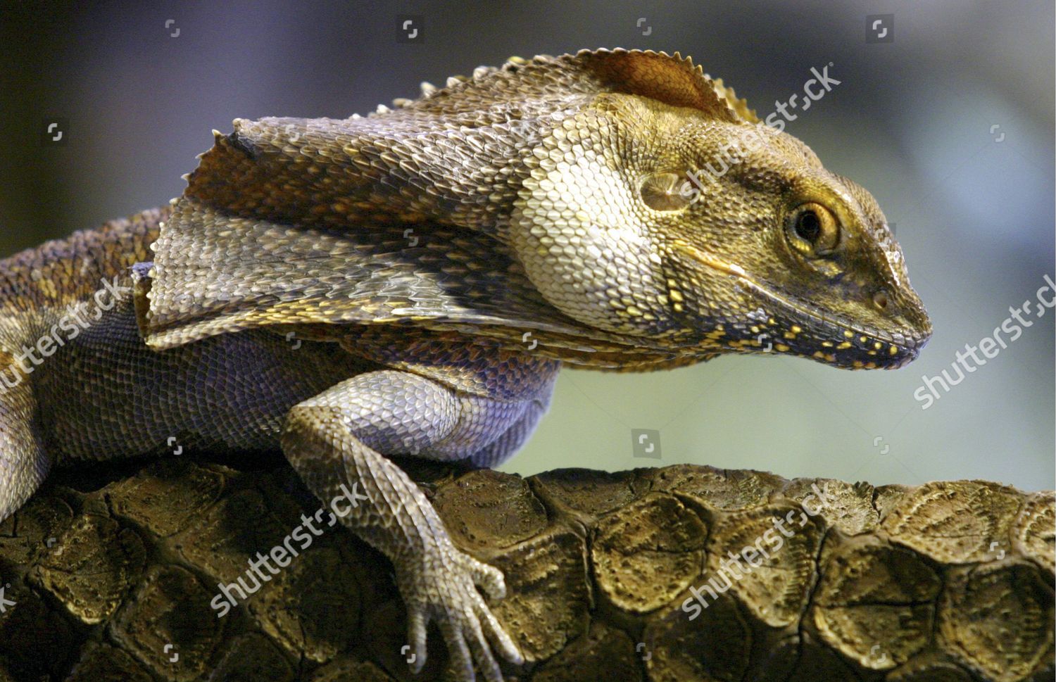Native Australian Frilled Neck Lizard Seen Editorial Stock Photo ...