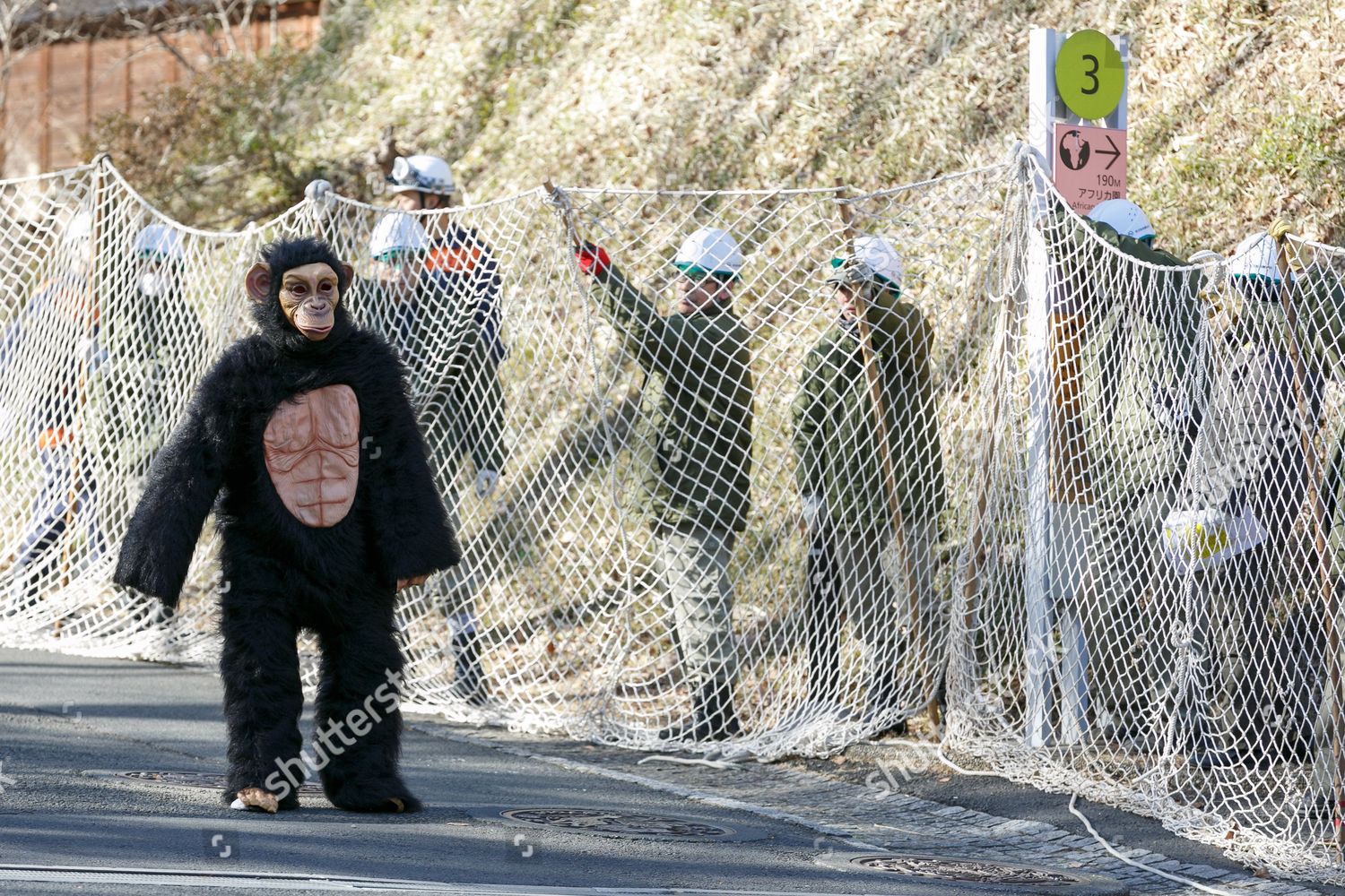 Zookeeper Wearing Chimpanzee Costume Tries Escape Editorial Stock Photo ...