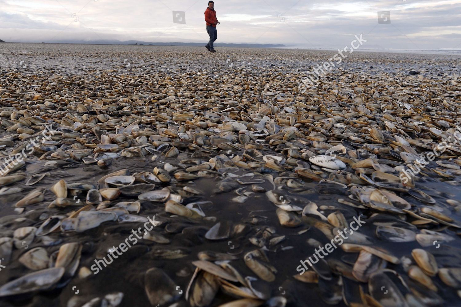 View Thousands Bivalve Mesodesma Donacium Machas Editorial Stock Photo ...