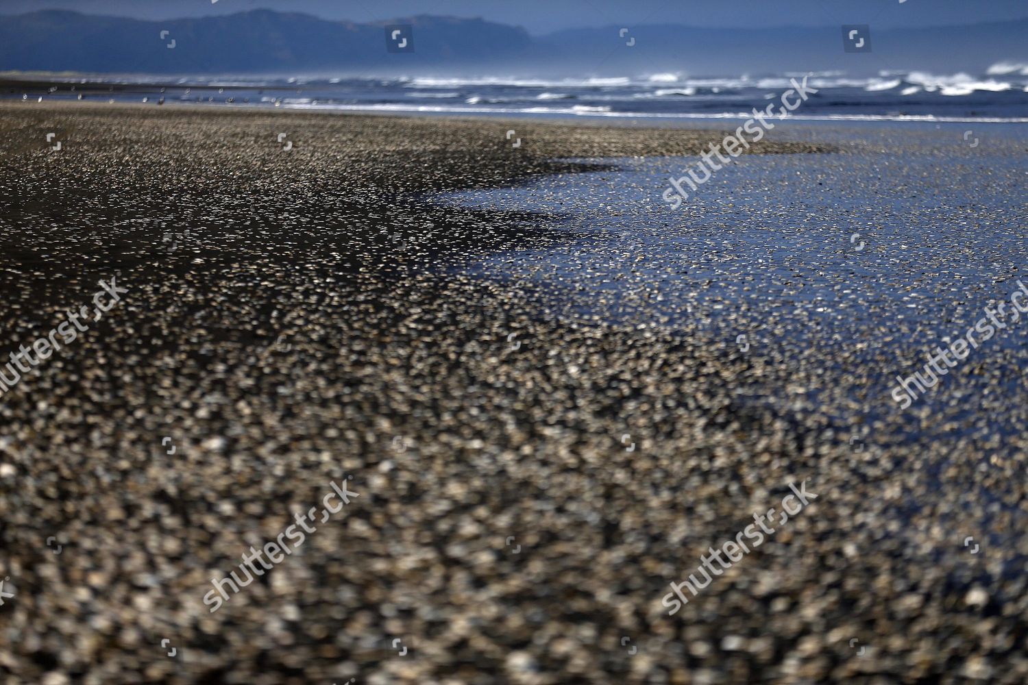 View Thousands Bivalve Mesodesma Donacium Machas Editorial Stock Photo ...