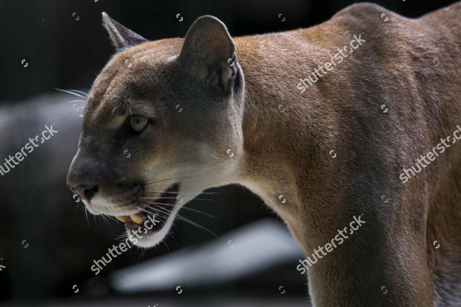 Puma Endangered Species Walks While Rescue Editorial Stock Photo ...