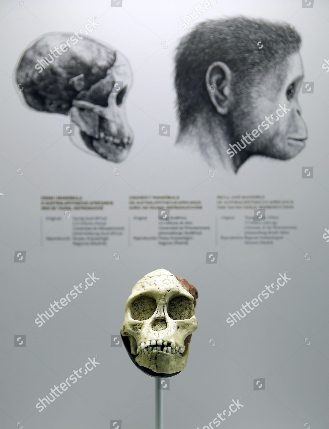 Australopithecus Africanus Skull On Display During Editorial Stock ...