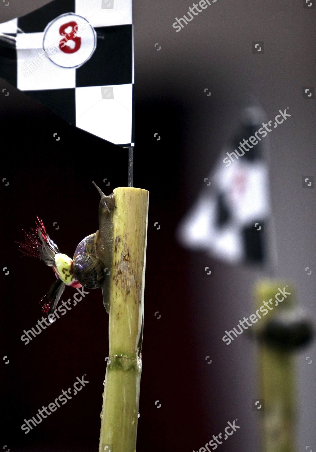 SNAIL REACHES FINISH LINE DURING FIFTH Editorial Stock Photo - Stock ...