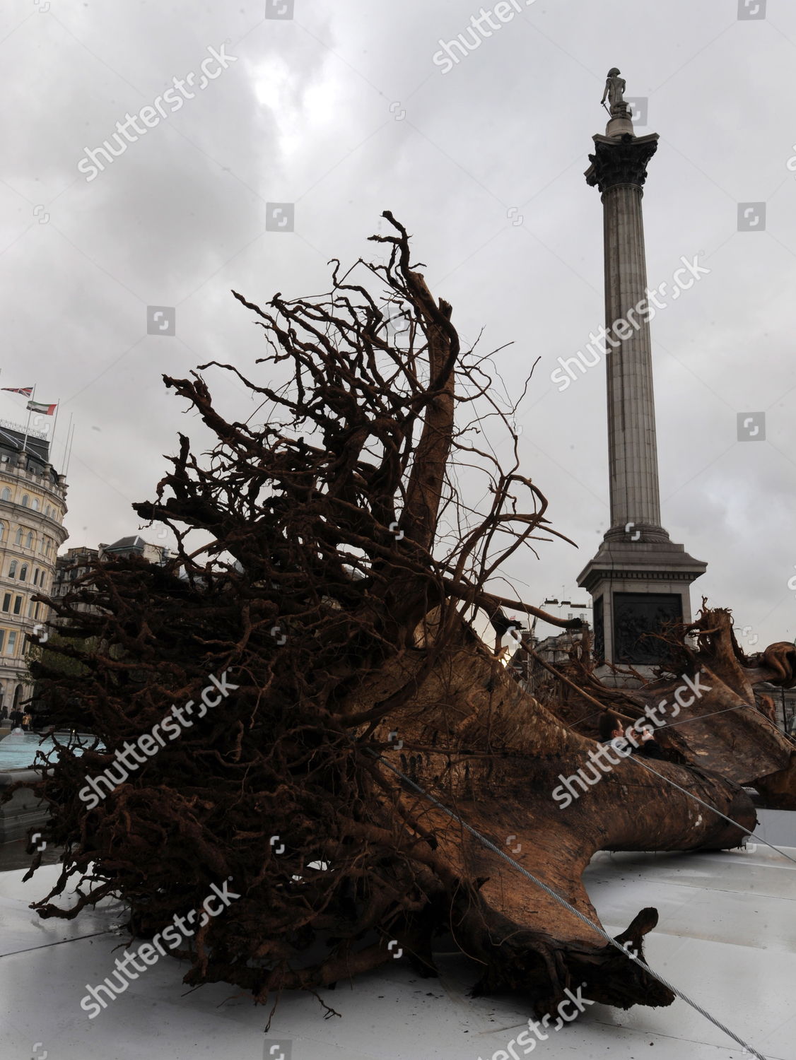 Huge Tree Stumps Lie Trafalgar Square Editorial Stock Photo - Stock ...