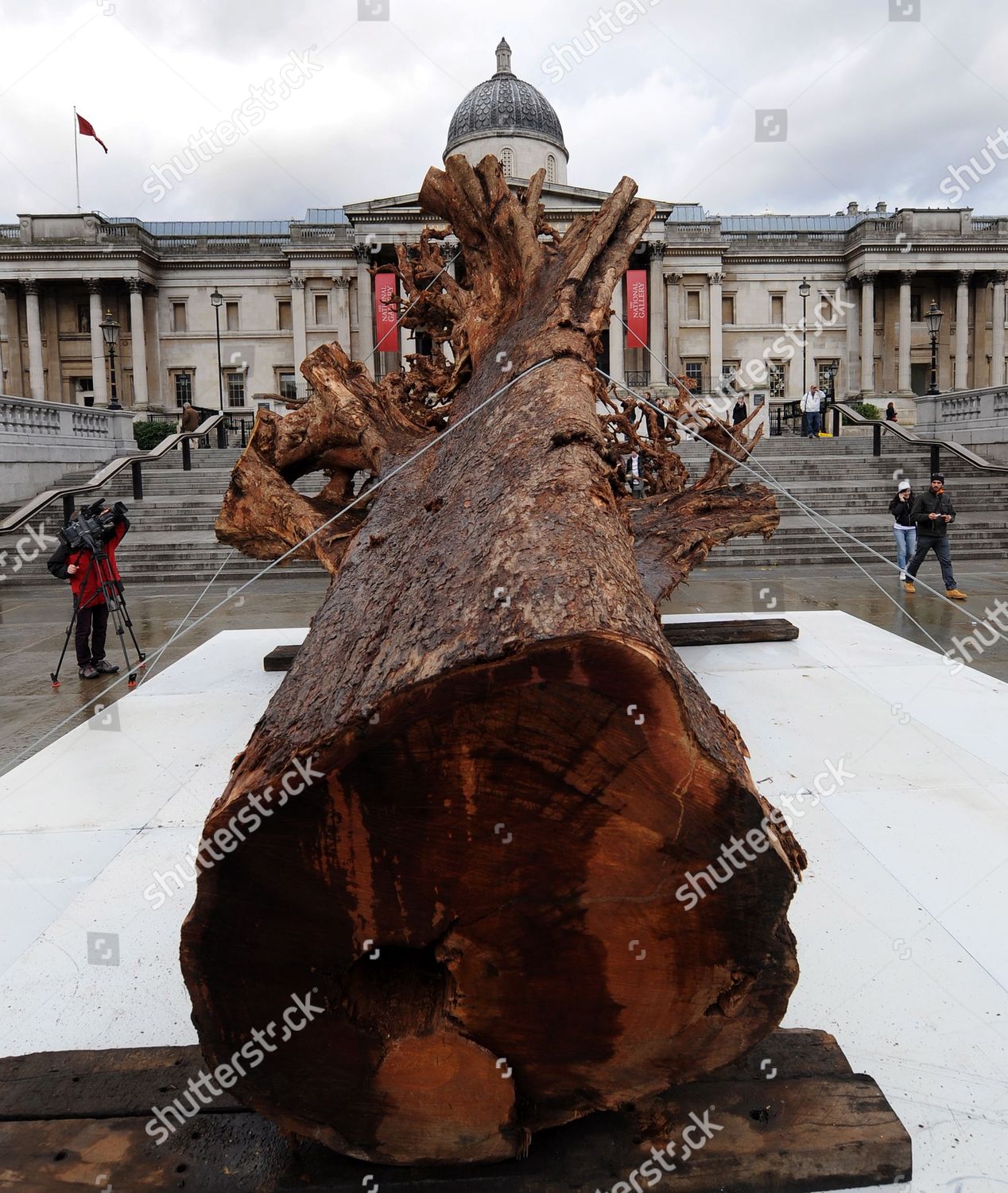 Huge Denya Heartwood Tree Stump Lies Editorial Stock Photo - Stock ...
