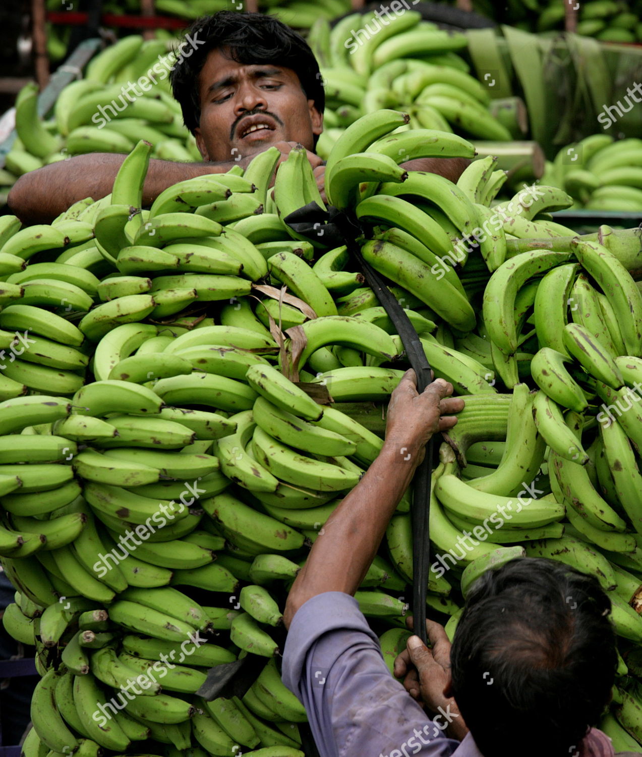 Banana Traders Busy Loading Bananas Onto Editorial Stock Photo - Stock ...