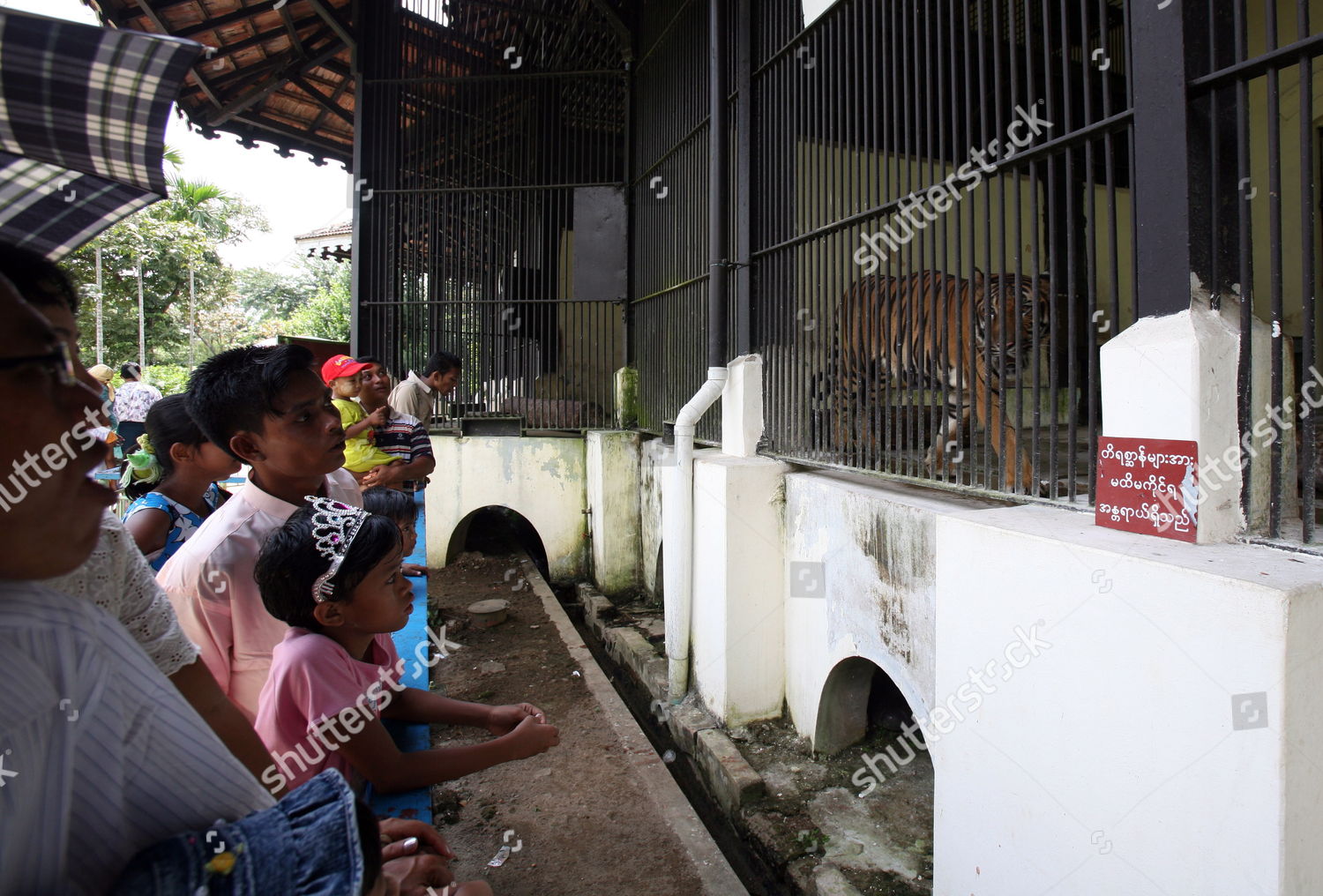 Myanmar Youngsters Gaze Tiger Compound Yangon Editorial Stock Photo ...