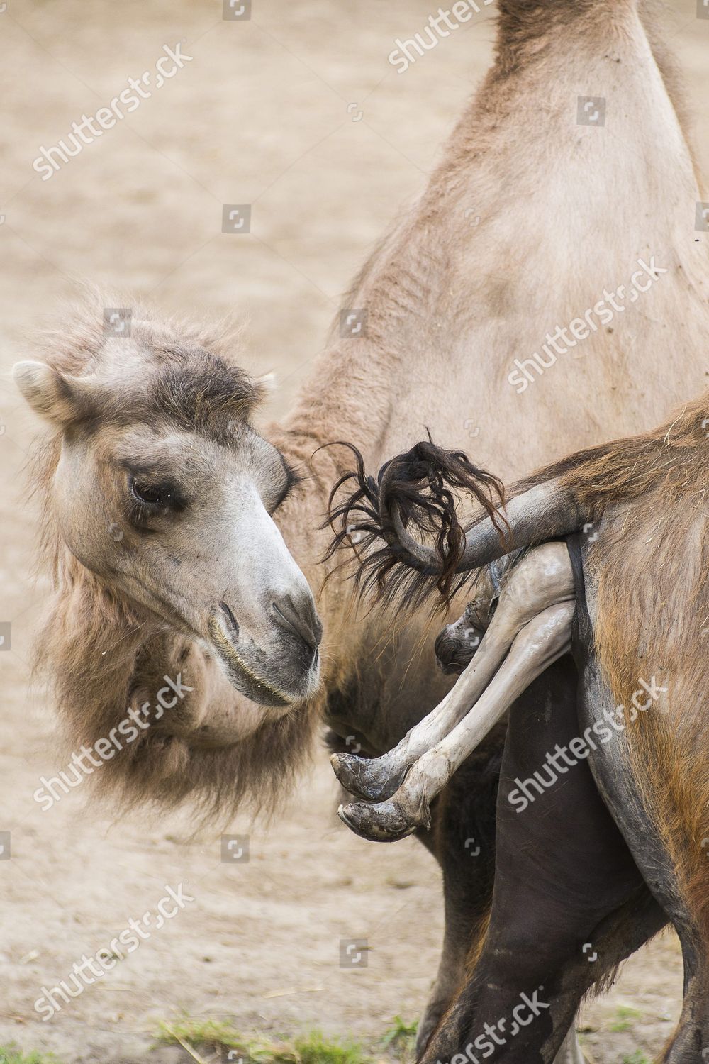 Bactrian Camel Camelus Bactrianus Gives Birth Editorial Stock Photo - Stock Image | Shutterstock
