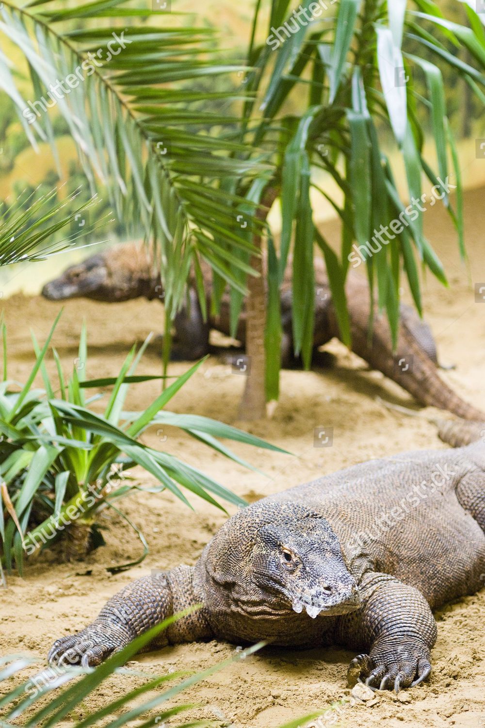Bagol 3metre Long 125kg Komodo Dragon Editorial Stock Photo - Stock ...