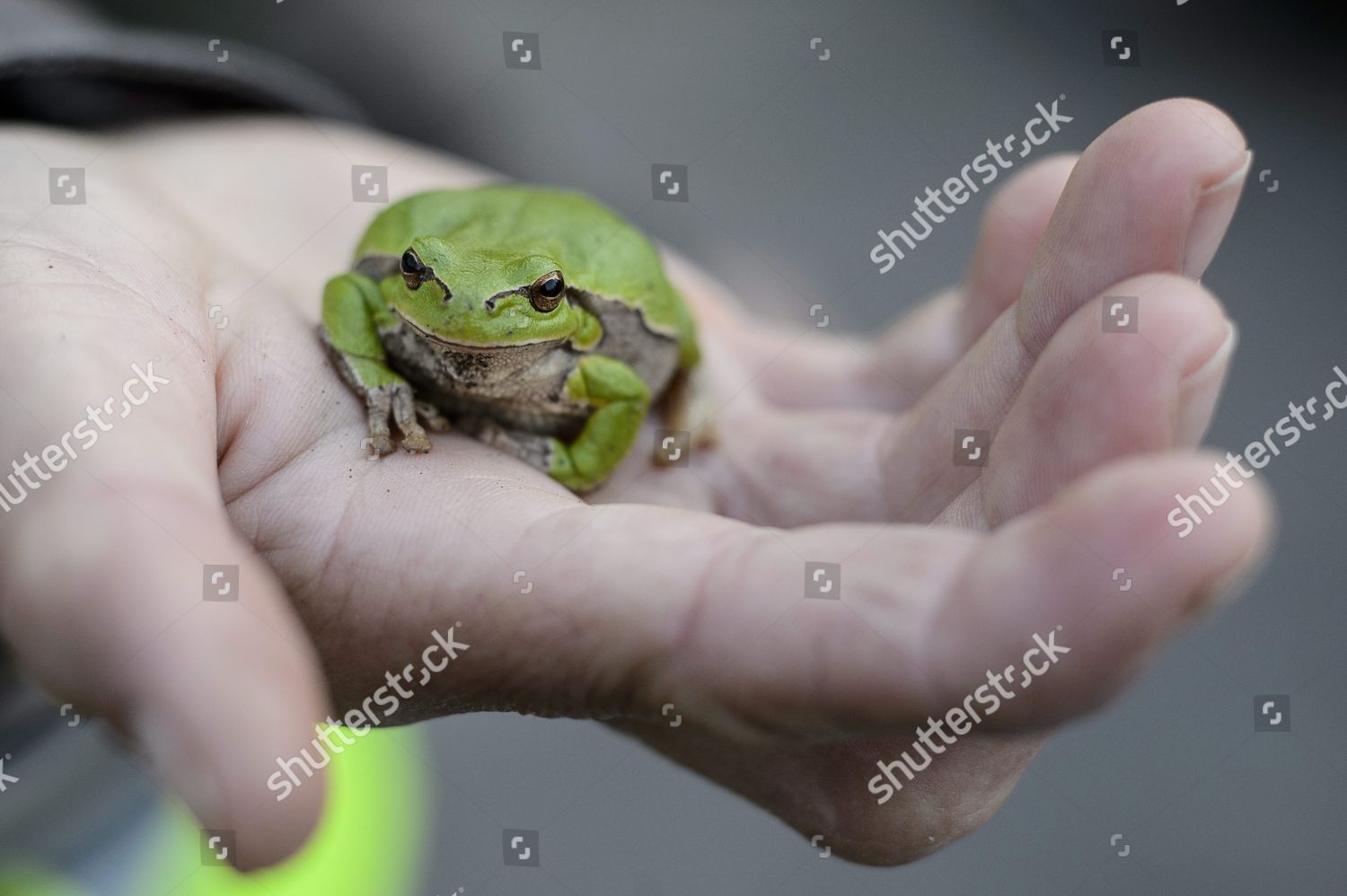 Voluntary Frog Rescuer Zsuzsanna Samuel Shows Editorial Stock Photo ...