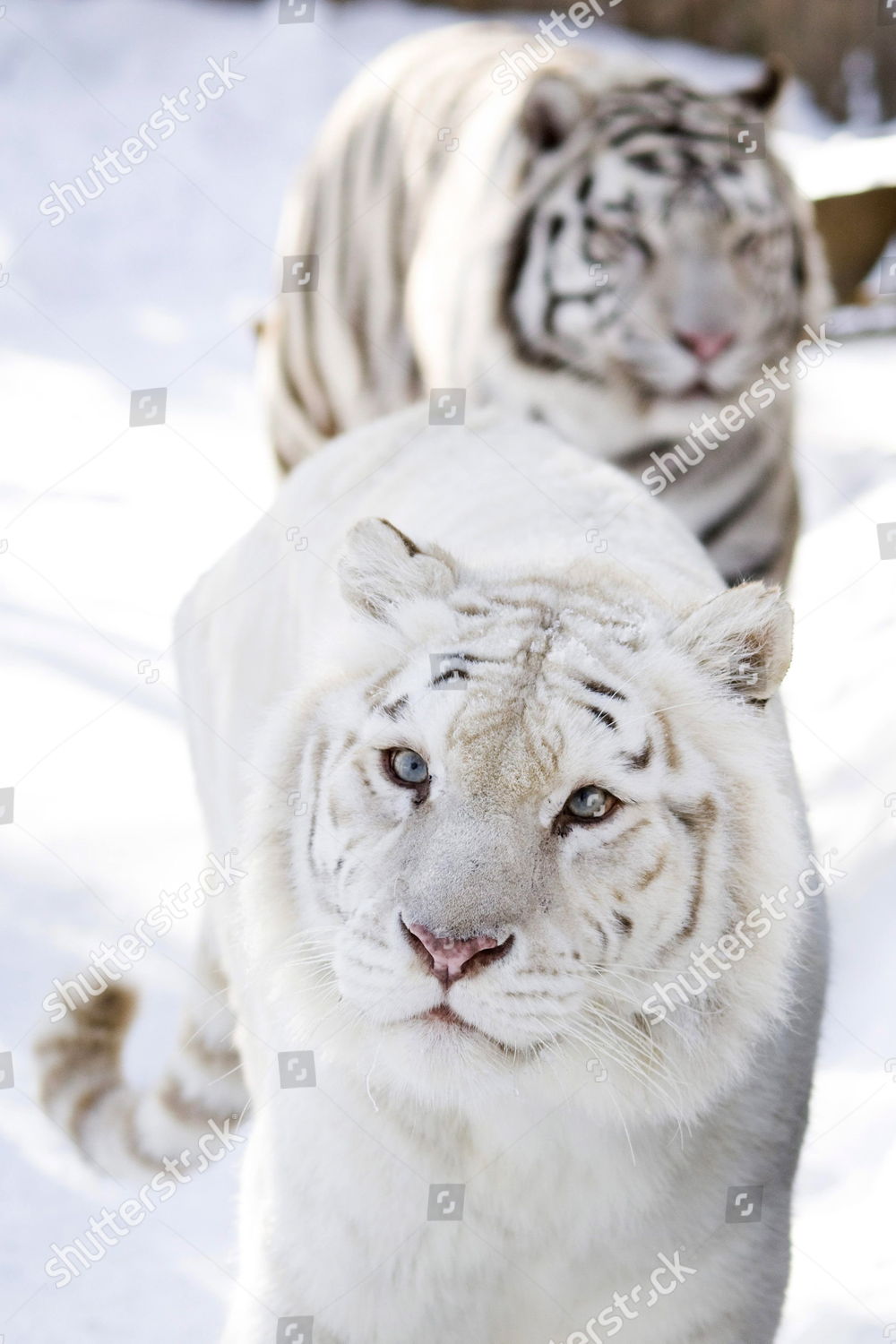 Male White Tiger Ice Boy Walks Editorial Stock Photo - Stock Image ...