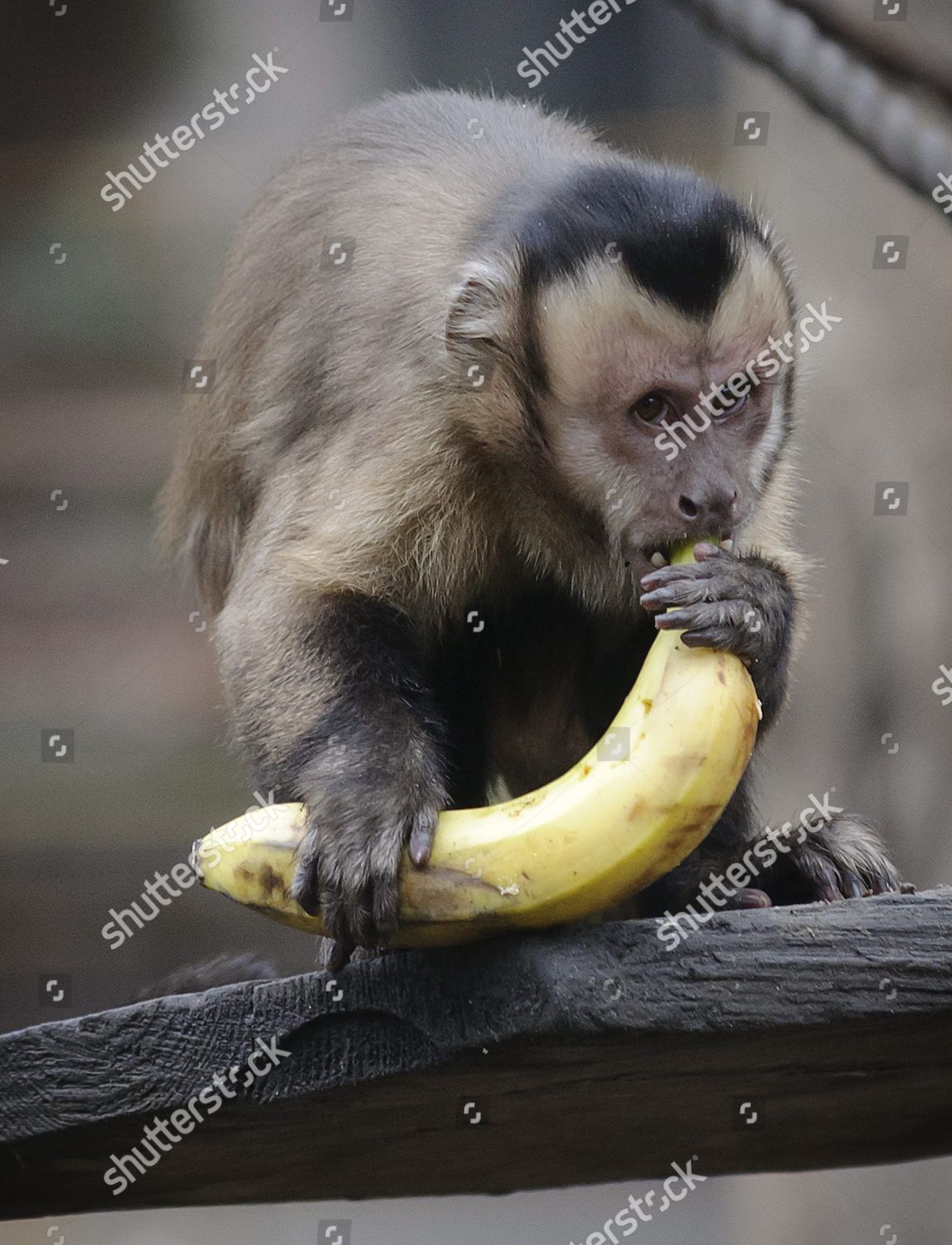Capuchin Monkey Cebus Apella Eats Banana Editorial Stock Photo - Stock ...