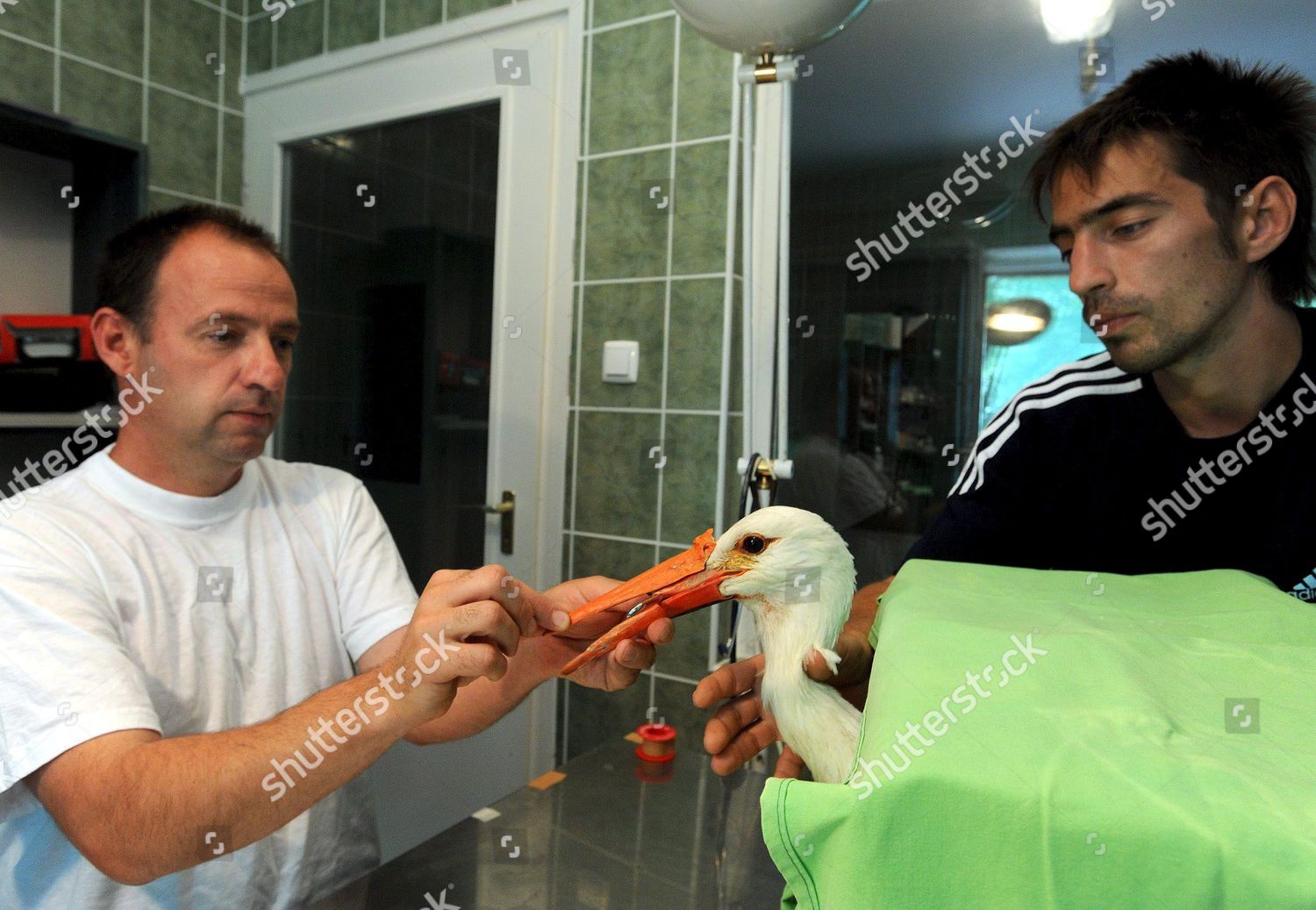 Artificial Beak Stork That Lost Upper Editorial Stock Photo - Stock ...