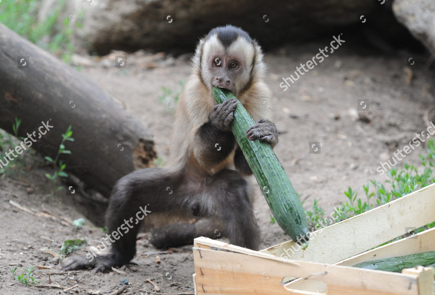 Tufted Capuchin Monkey Bites Into Cucumber Editorial Stock Photo ...
