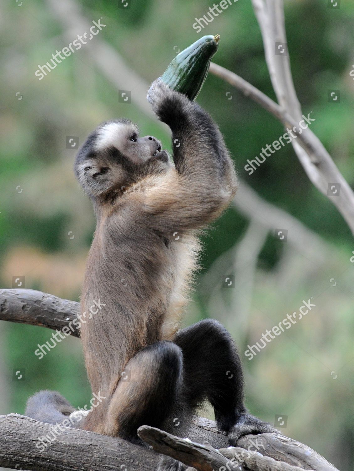 Tufted Capuchin Monkey Looks Cucumber While Editorial Stock Photo ...