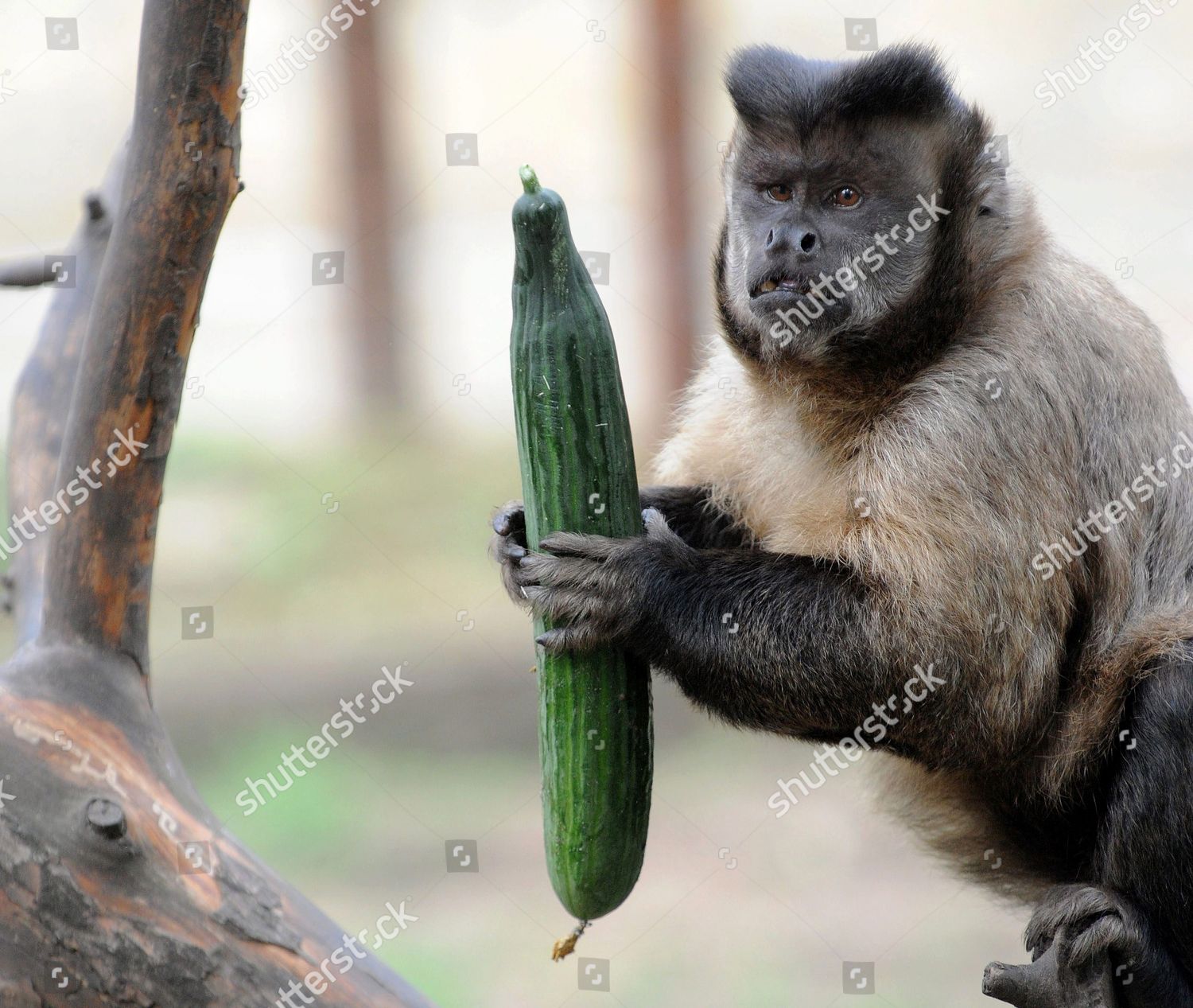 Tufted Capuchin Monkey Looks Cucumber While Editorial Stock Photo ...