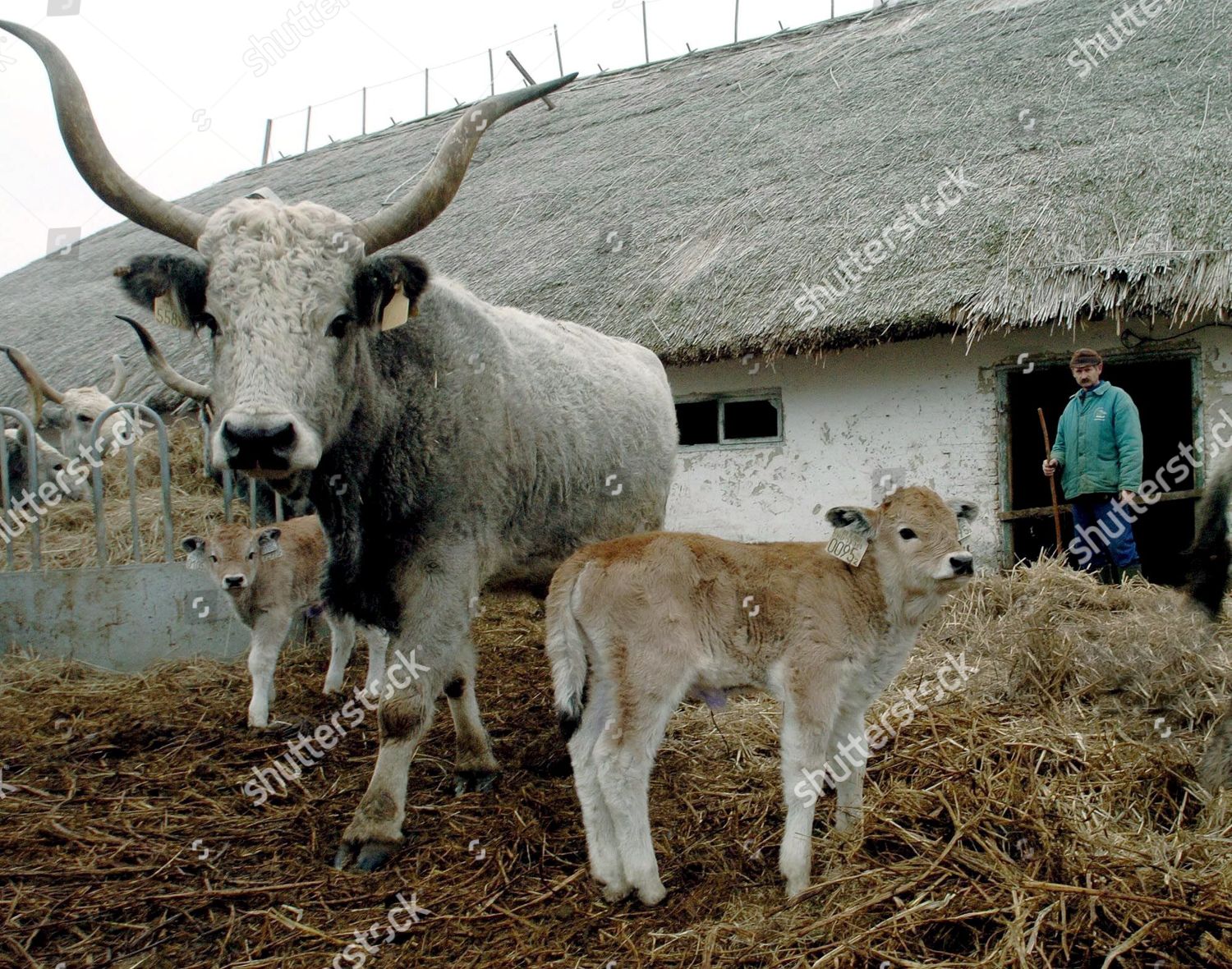 Hungarian Grey Cow Belonging Species Indigenous Editorial Stock Photo ...
