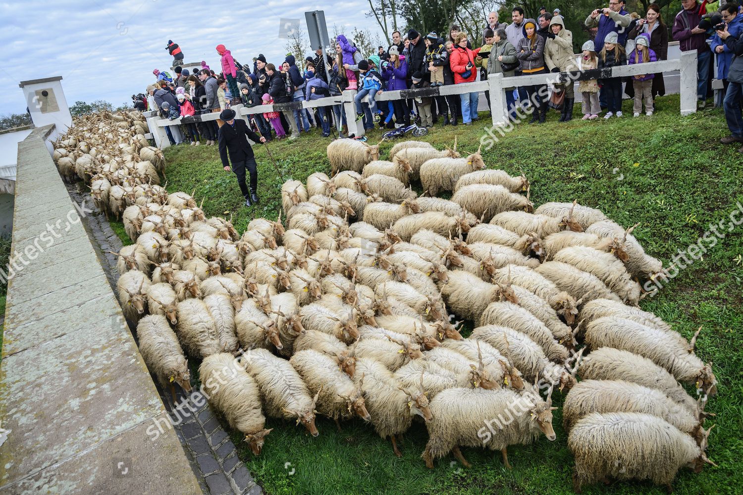 Herd Racka Sheep Ancient Hungarian Sheep Editorial Stock Photo - Stock ...
