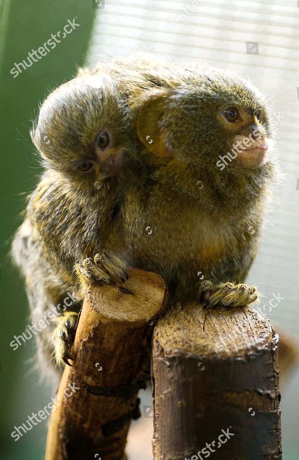 Newborn Pygmy Marmoset Dwarf Monkey Clings Editorial Stock Photo ...