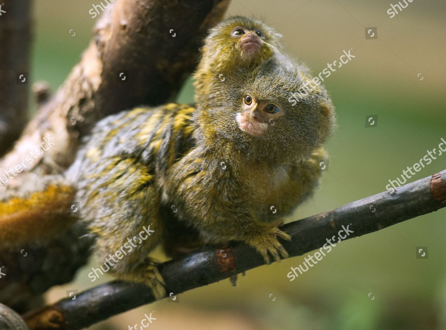 Newborn Pygmy Marmoset Dwarf Monkey Clings Editorial Stock Photo ...