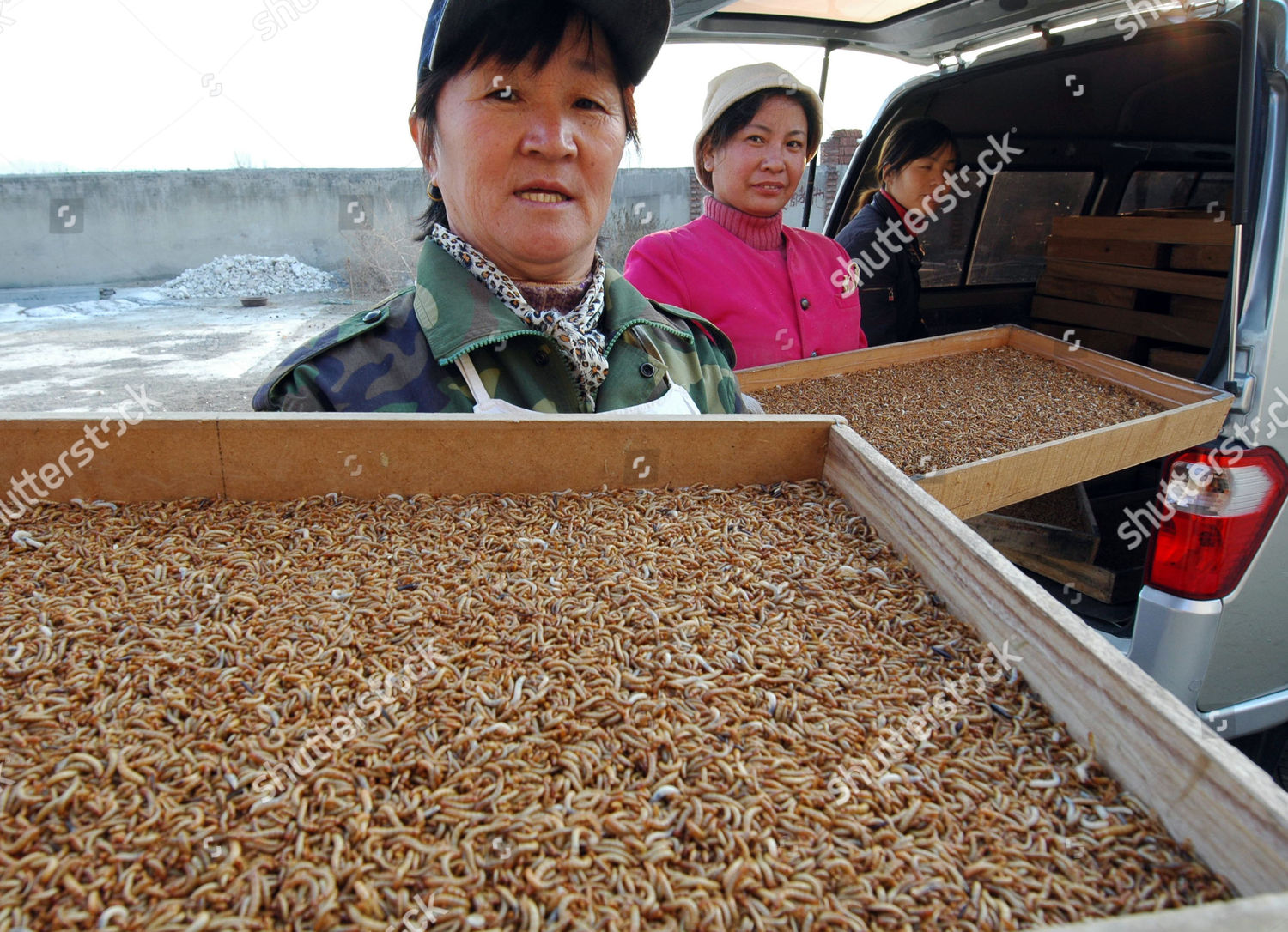 Employees Show Maggots Flour Weevil Maggots Editorial Stock Photo ...