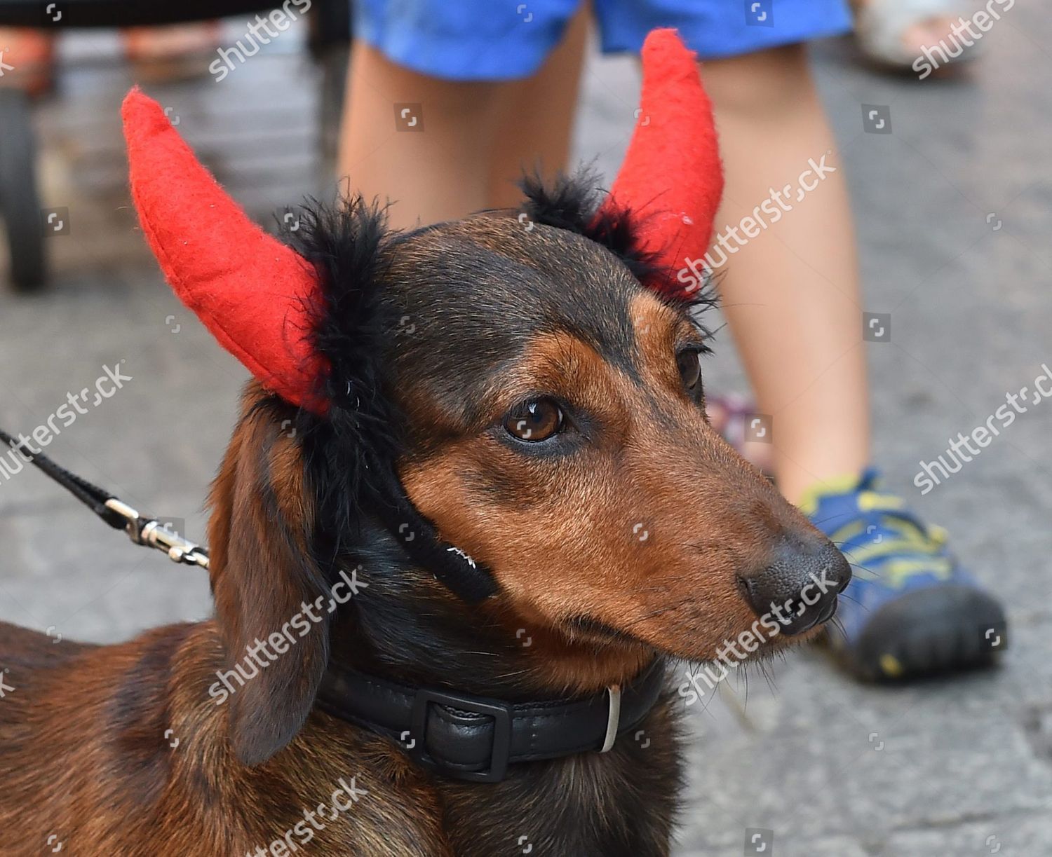 Dachshund Dog Wearing Decorative Devil Horns Editorial Stock Photo ...
