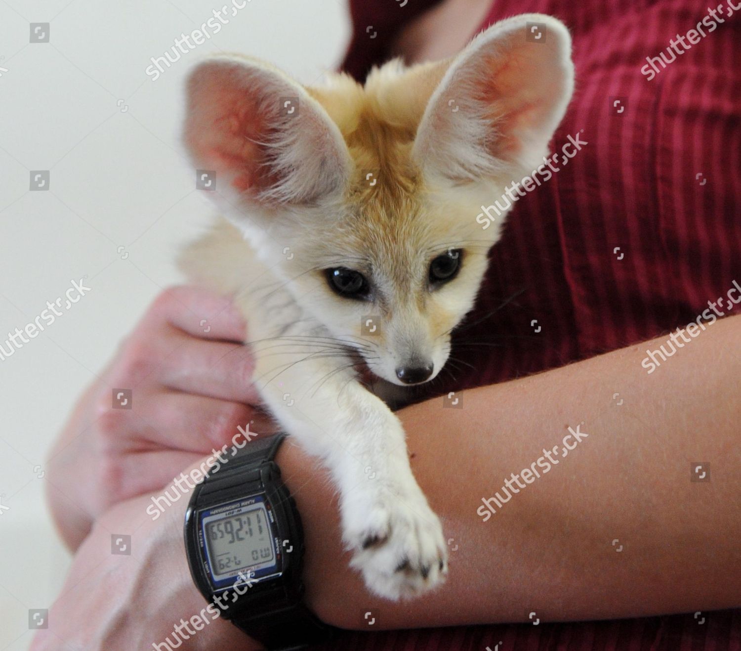 Two Months Old Fennec Fox Vulpes Editorial Stock Photo - Stock Image ...