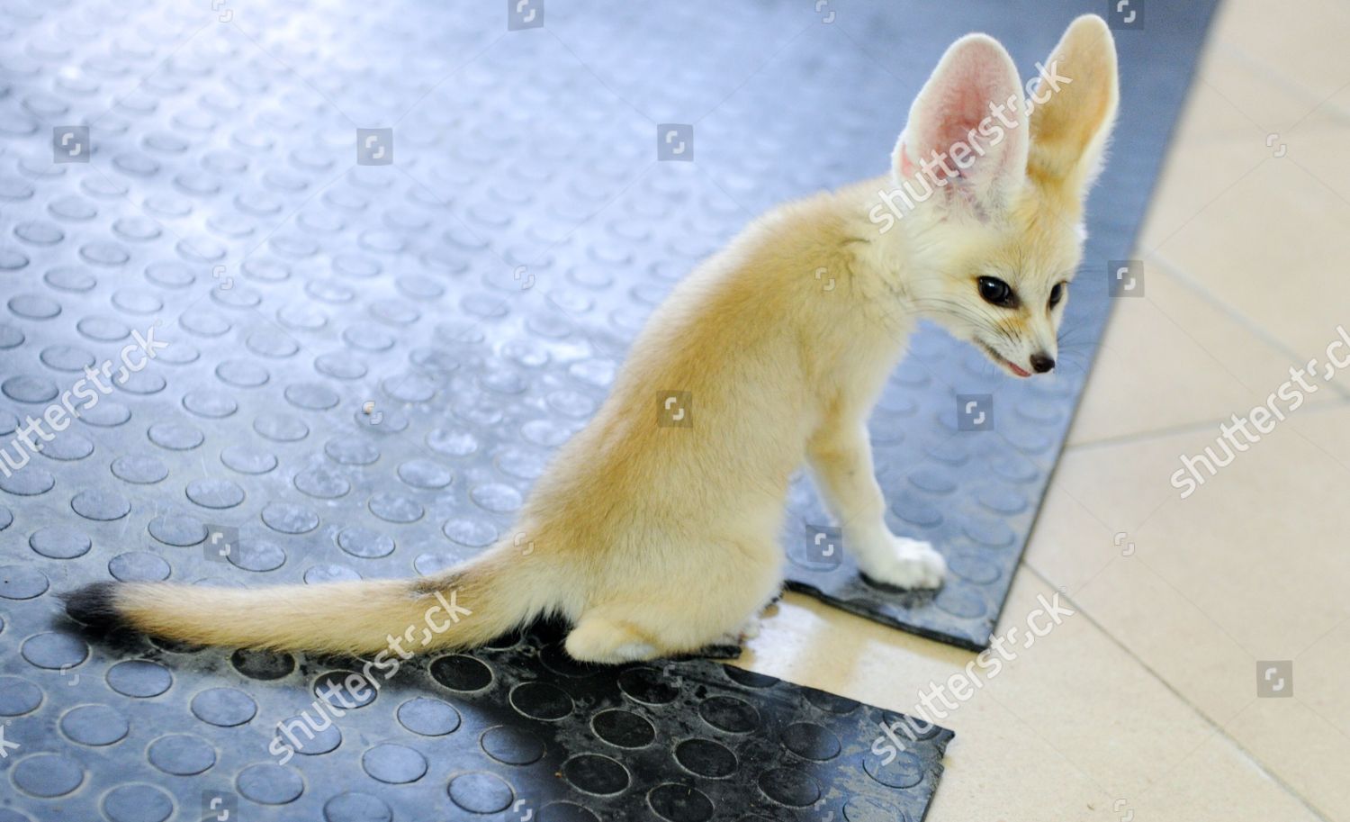 Two Months Old Fennec Fox Vulpes Editorial Stock Photo - Stock Image ...