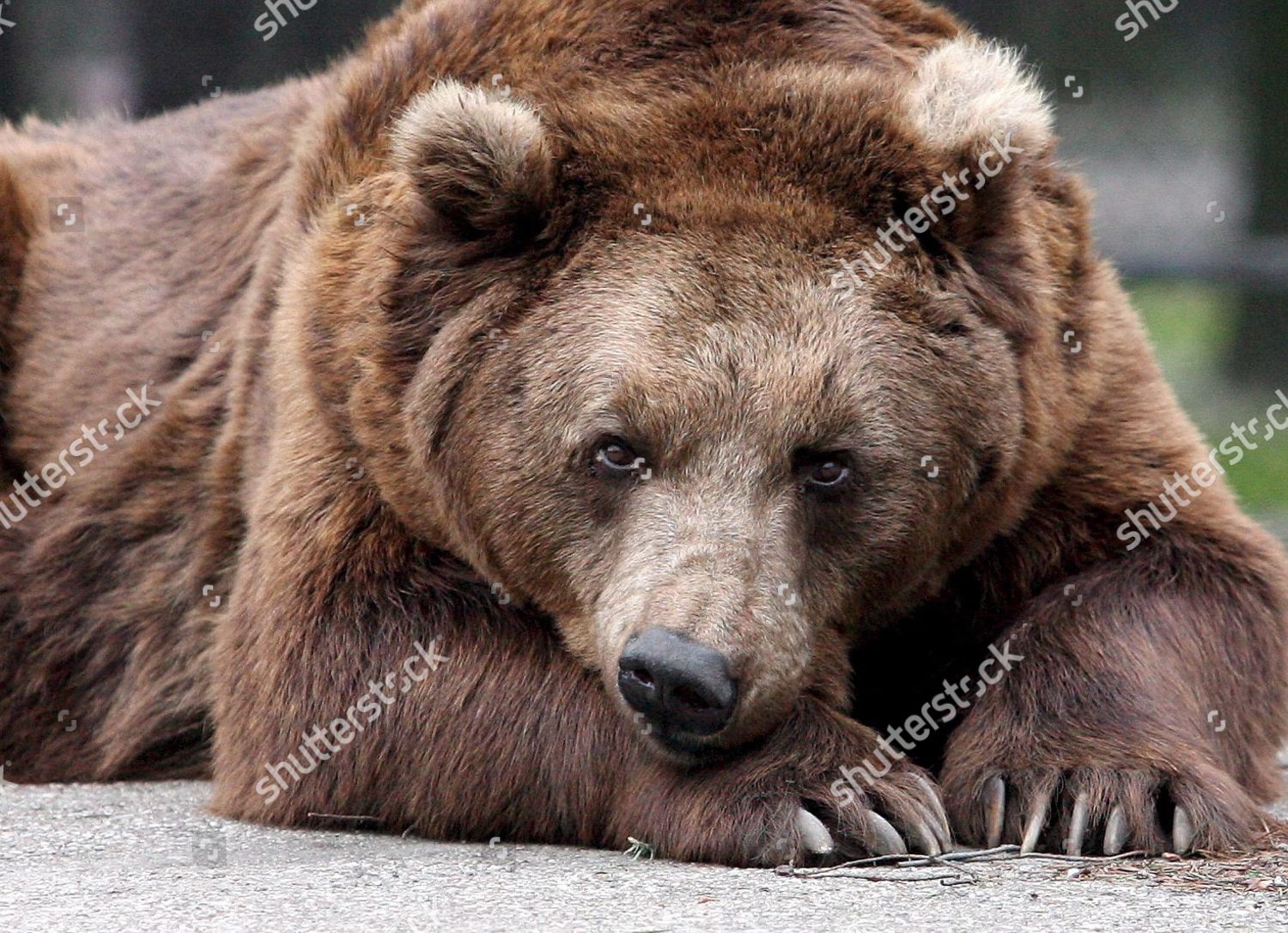 Bear Looks On Zoo Warsaw On Editorial Stock Photo - Stock Image ...