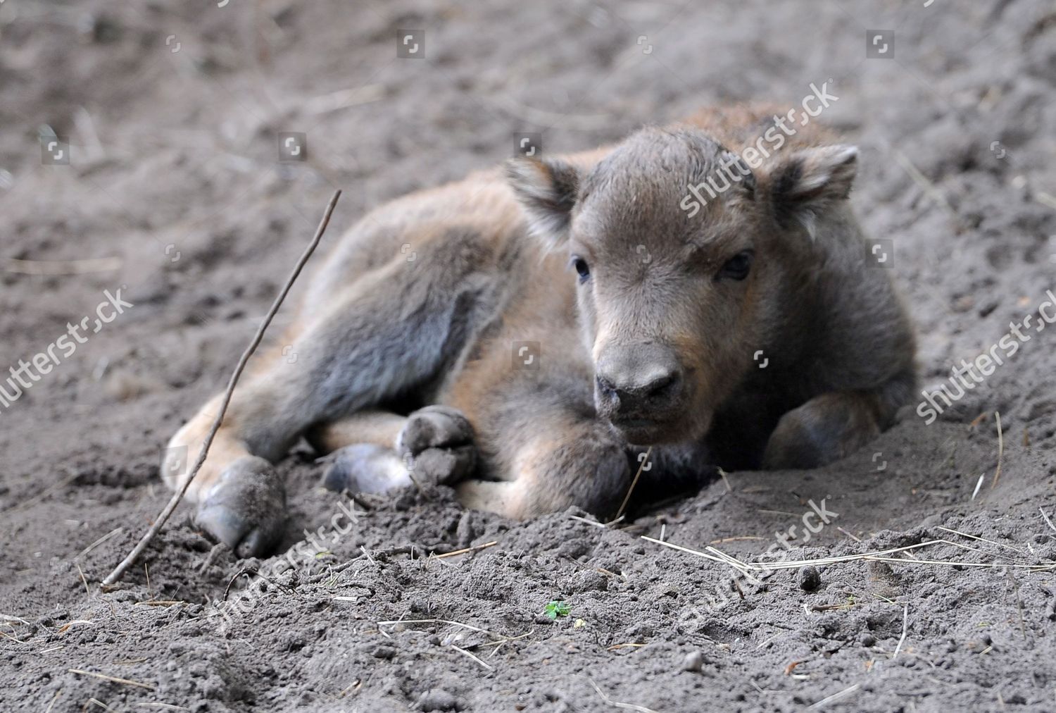 5dayold Polish Zubr European Bison Bison Editorial Stock Photo - Stock ...