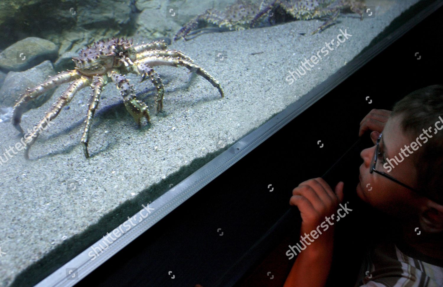 Kamchatka King Crab Paralithodes Camtschatica Seen Editorial Stock ...