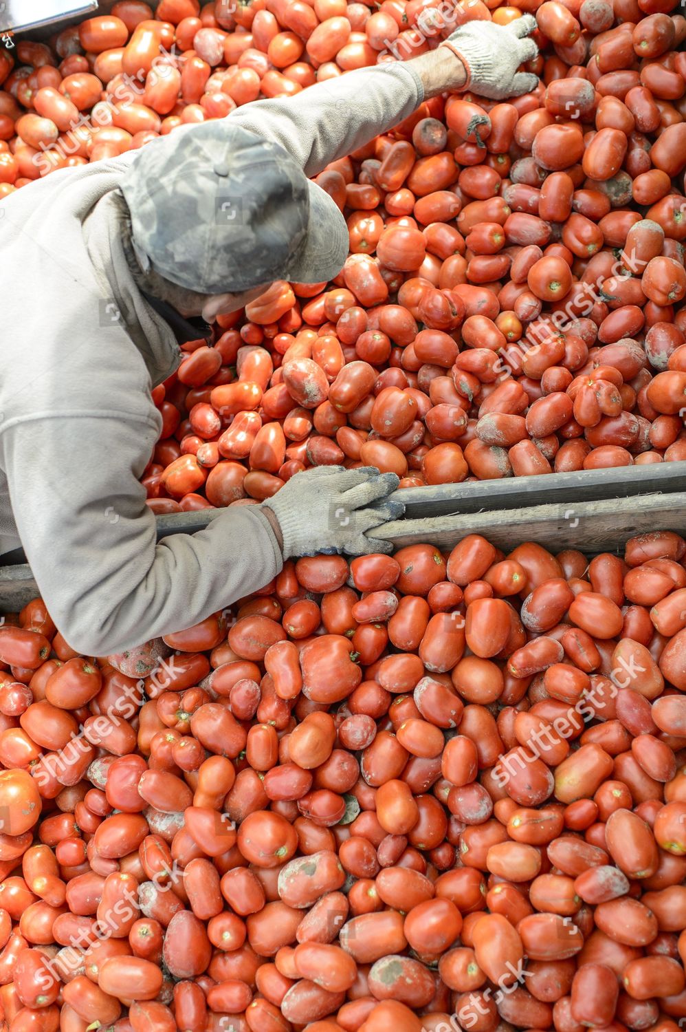 Farmer Loads Tomatoes Onto Truck During Editorial Stock Photo - Stock ...