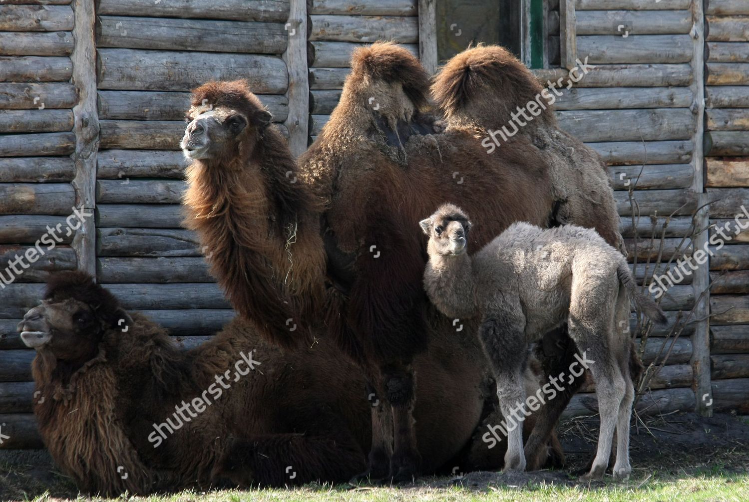 Young Bactrian Camel Camelus Ferus During Editorial Stock Photo - Stock ...