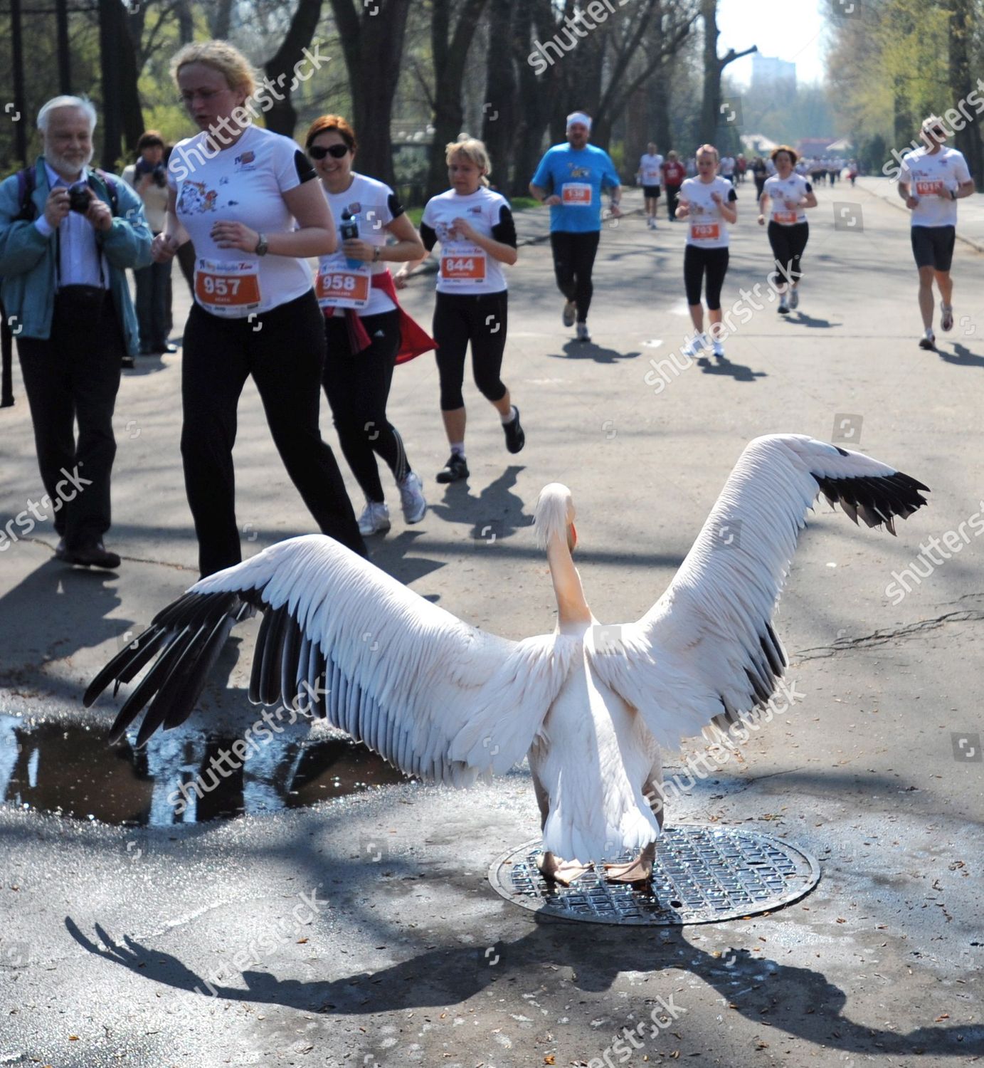 Bird Spreads His Wings Runners Approach Editorial Stock Photo - Stock ...