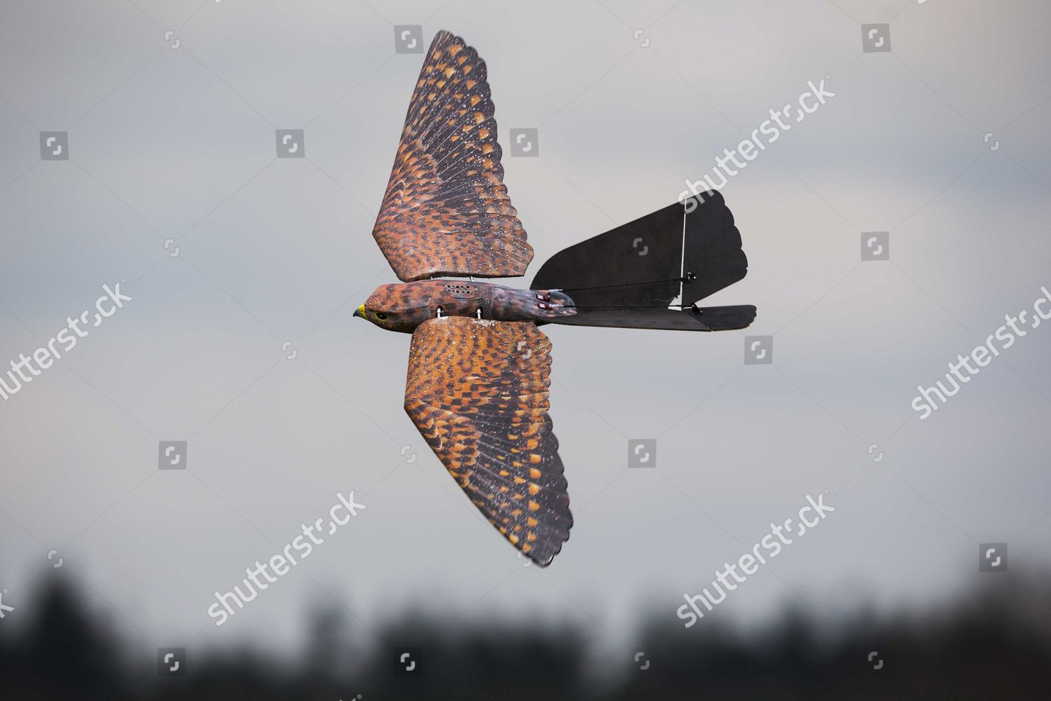 Dutch Robot Bird Robird Made By Editorial Stock Photo - Stock Image ...
