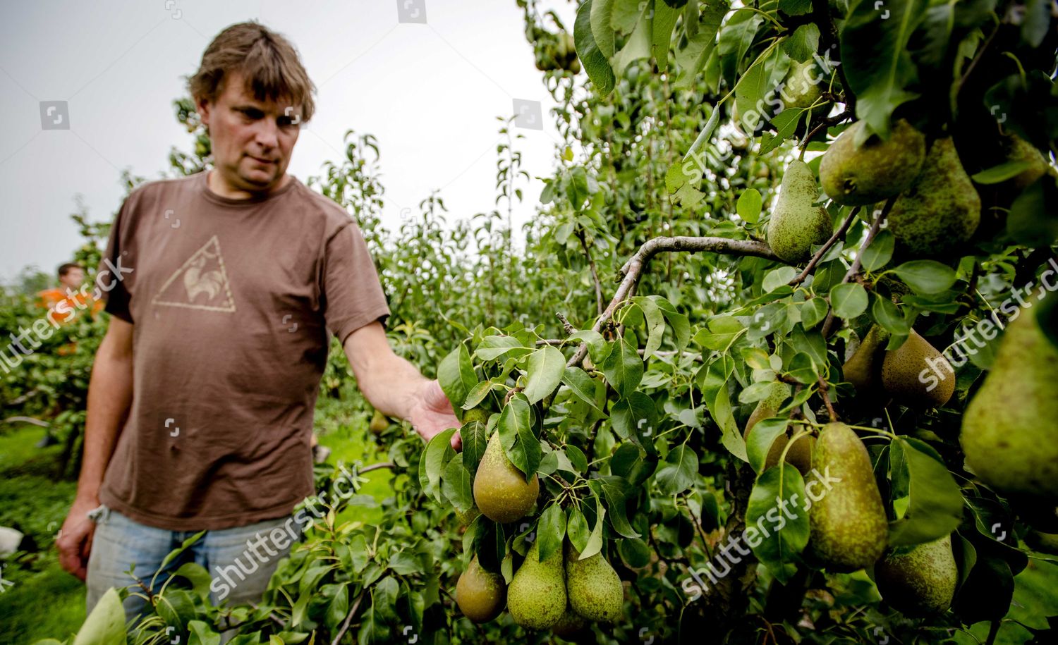 Dutch Fruit Grower Bert De Haan Editorial Stock Photo - Stock Image ...