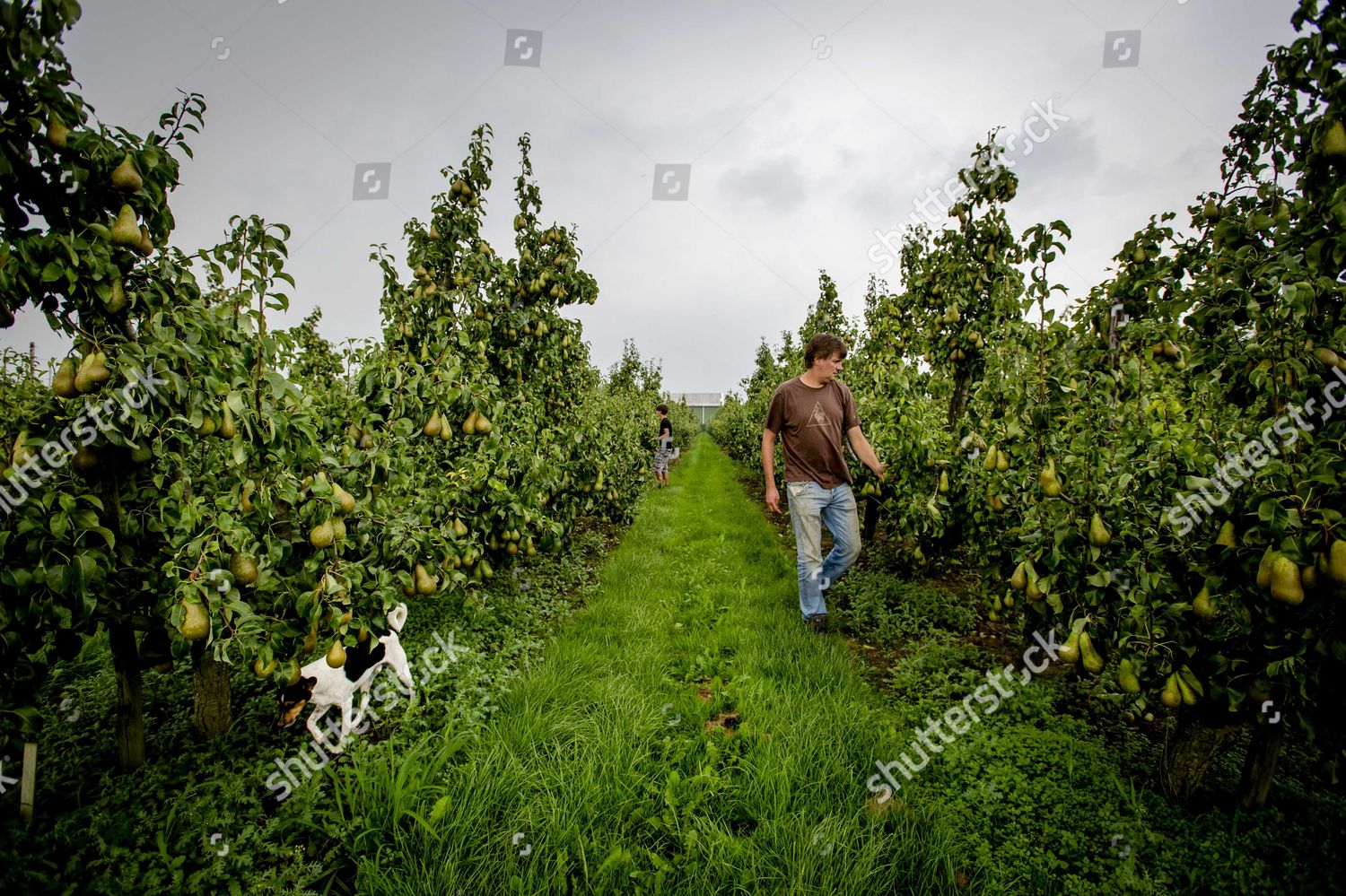 Dutch Fruit Grower Bert De Haan Editorial Stock Photo - Stock Image ...