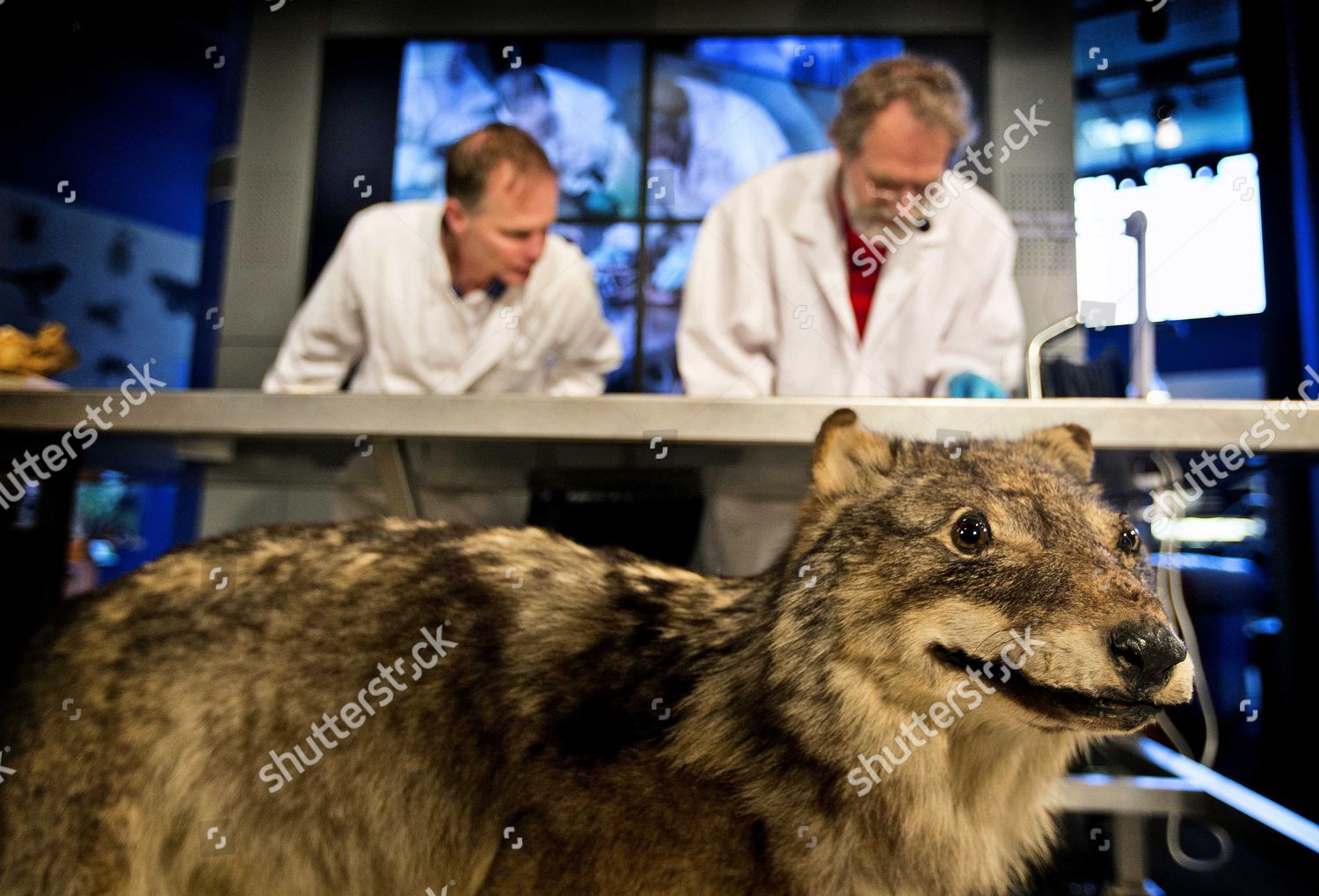Biologists Jaap Mulder R Steven Van Editorial Stock Photo - Stock Image ...
